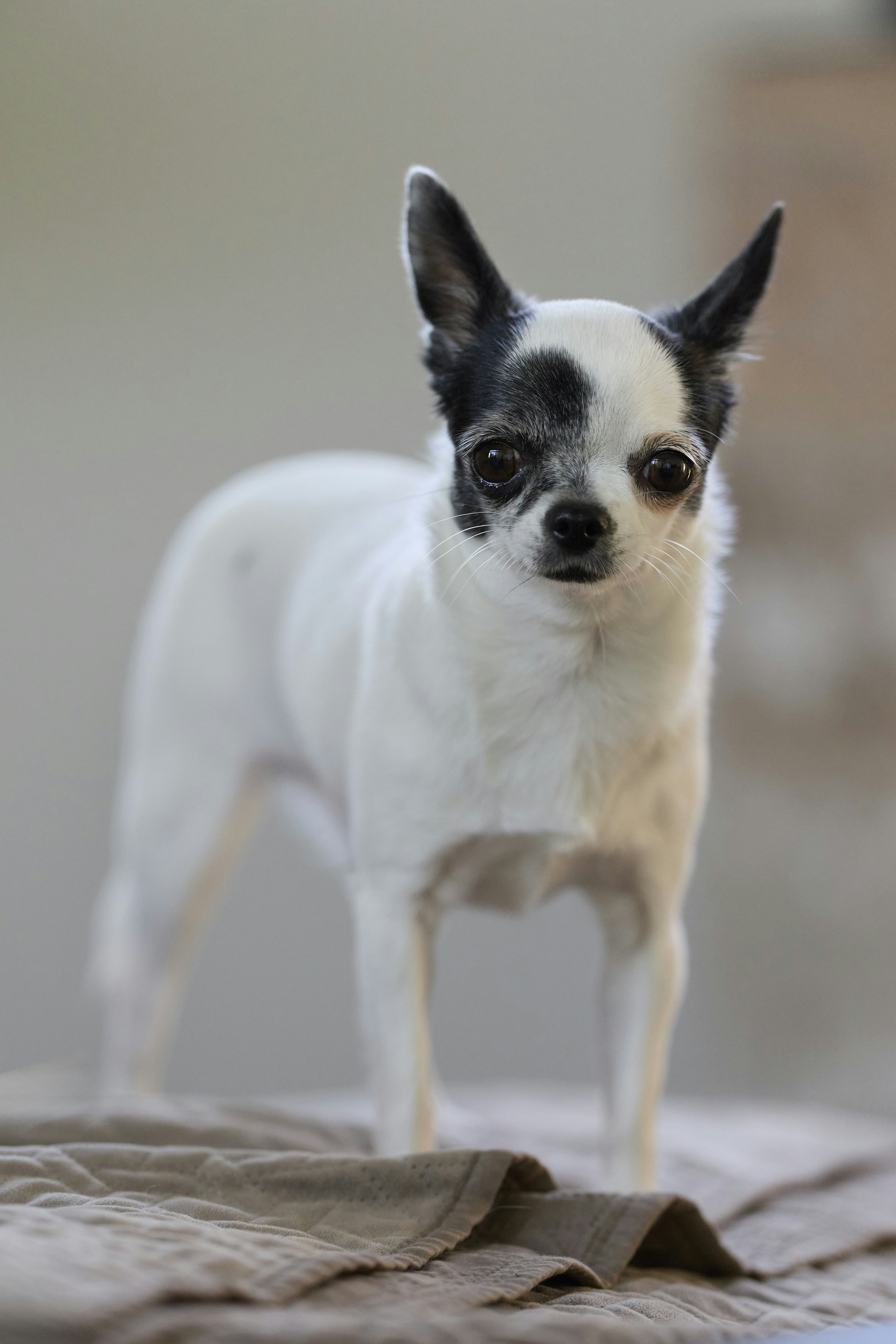 Curious Chihuahua Anchored by Soft Quilt and Quiet Backdrop