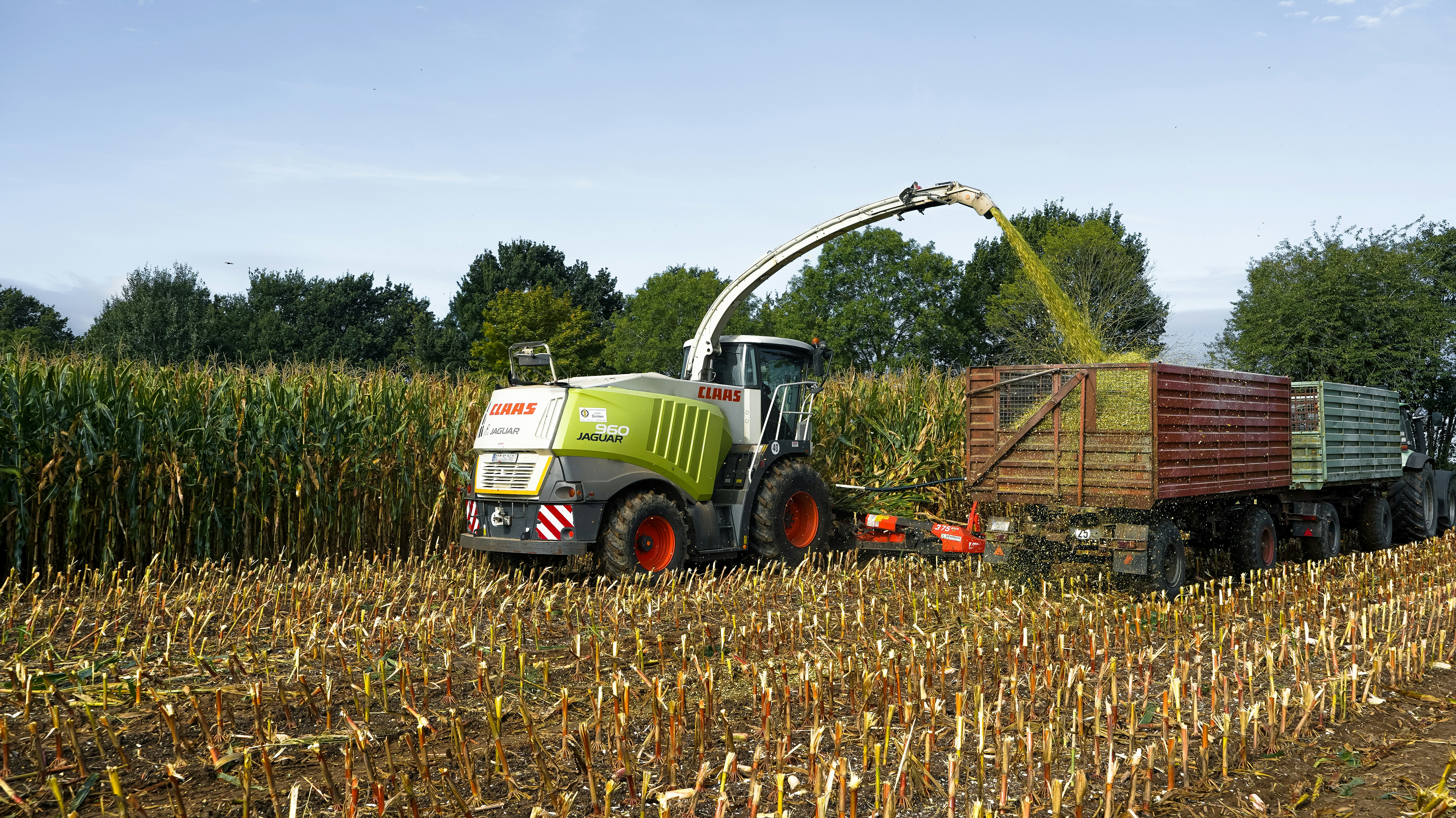 Corn Harvest: A Green Harvester Transferring Lush Stalks to a Wooden Cart