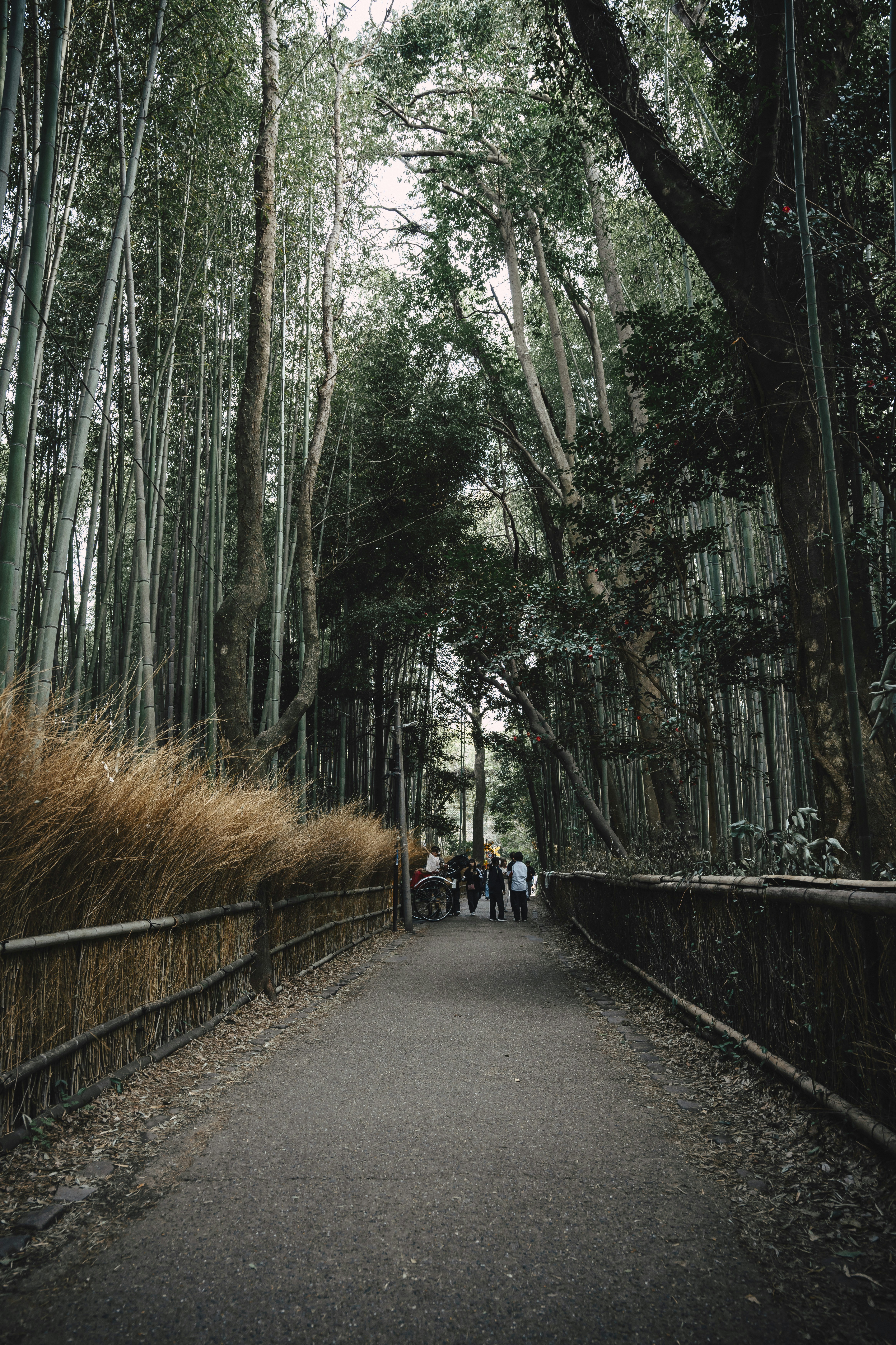 Whispering Path through Bamboo Alley