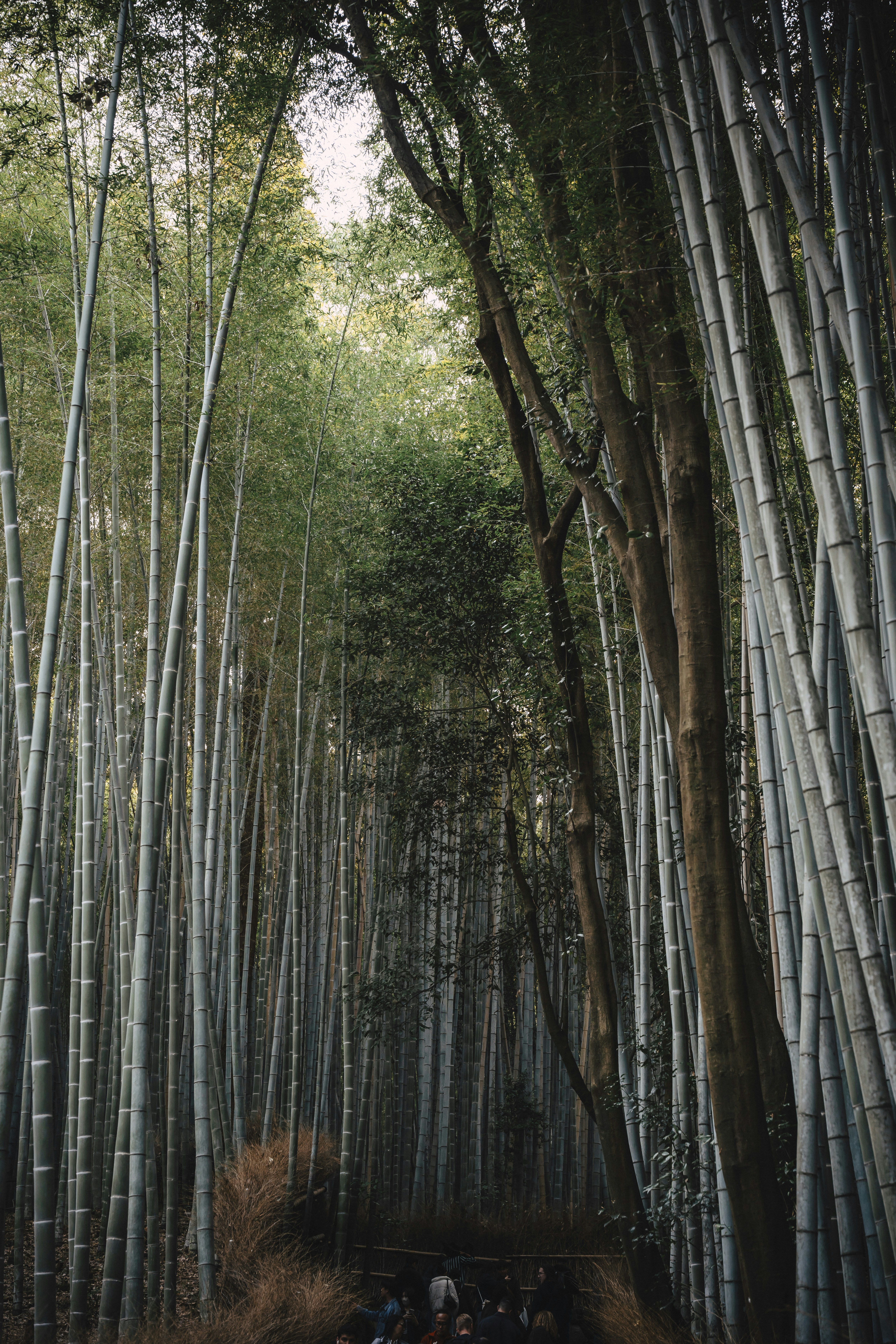 Emerging Through a Corridor of Silver Stalks