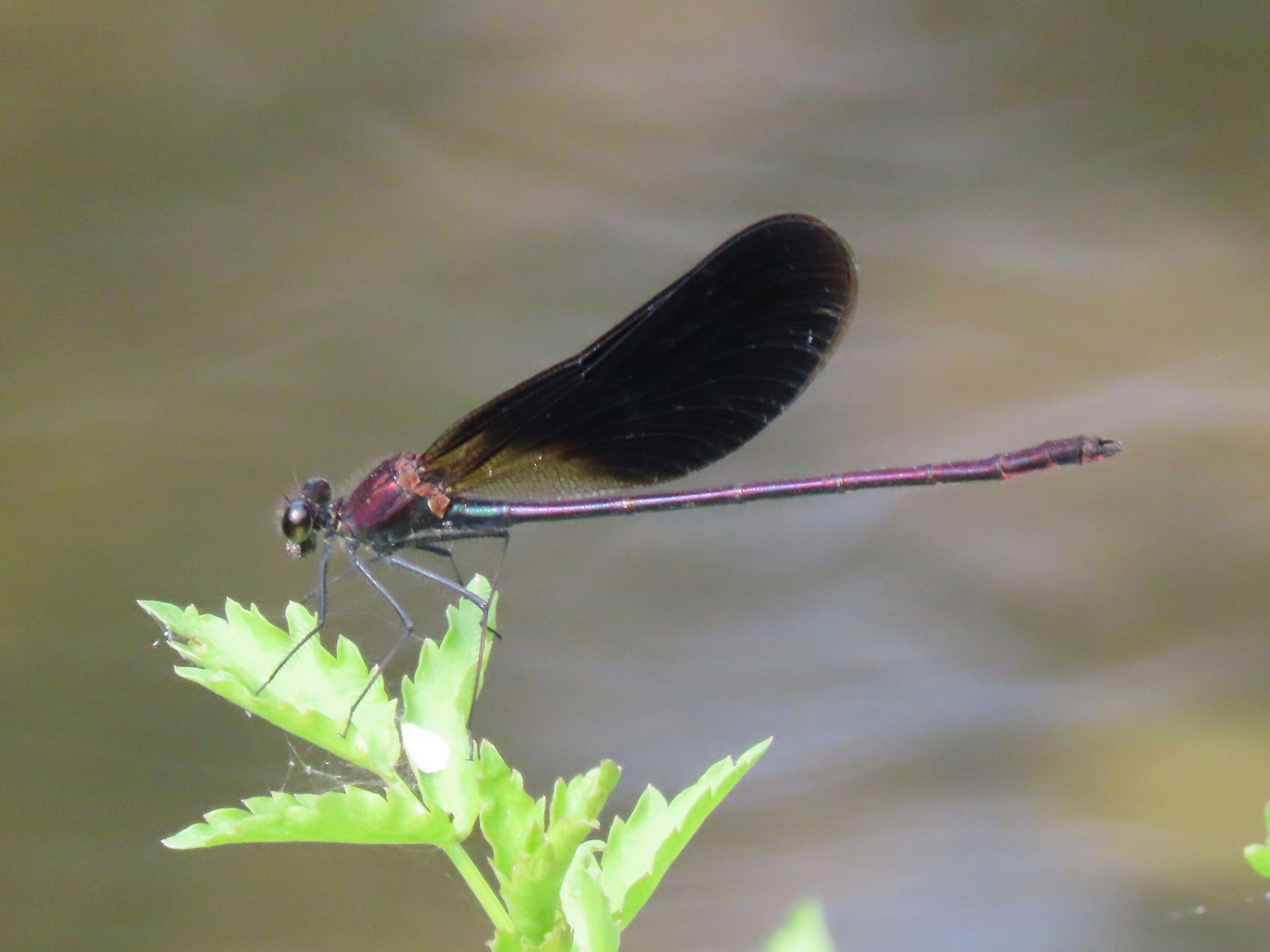 Midair Pause: A Damselfly Stilled on Fresh Spring Bough