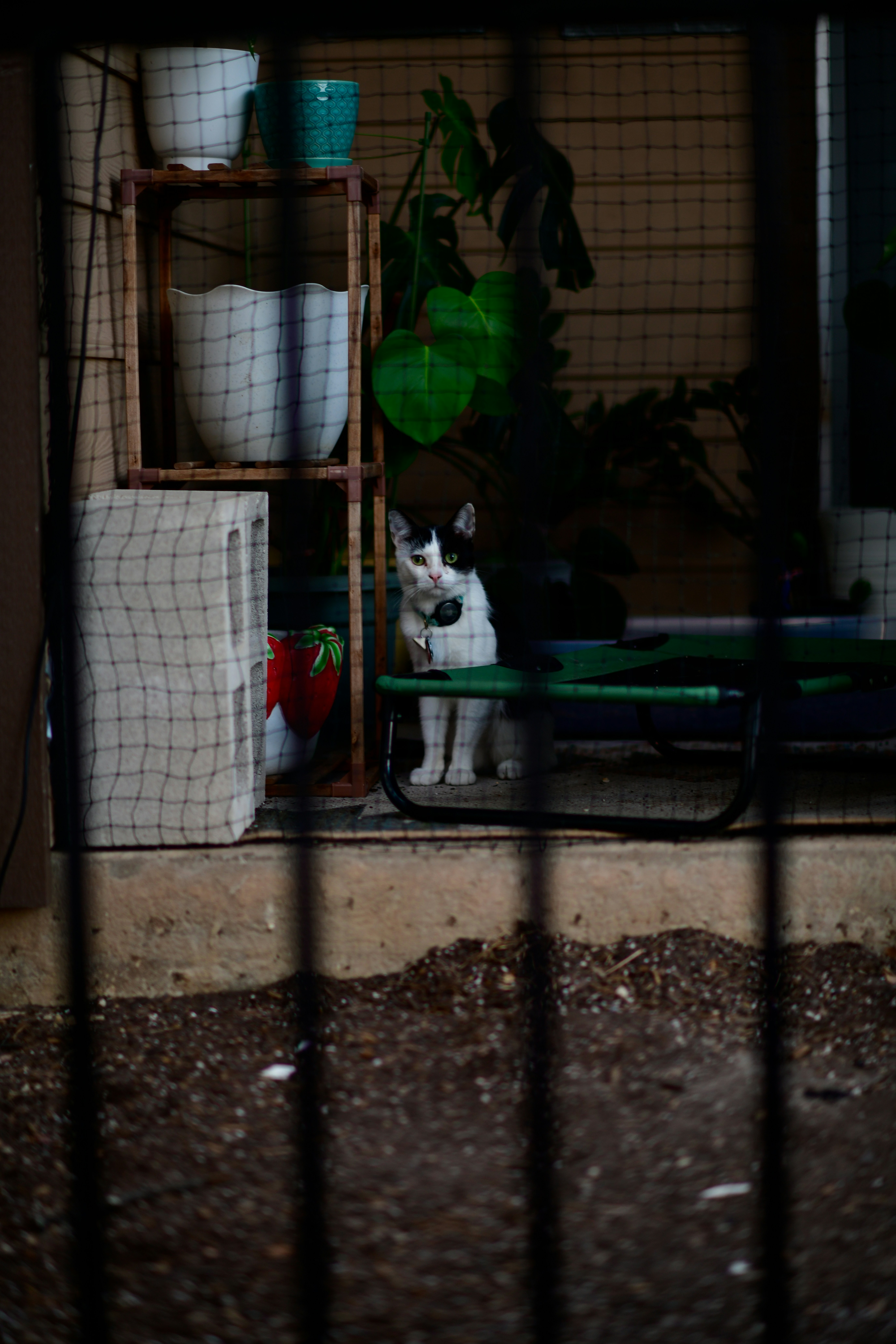 Cat in a Quiet Courtyard: Eye of the Observer Through a Fence