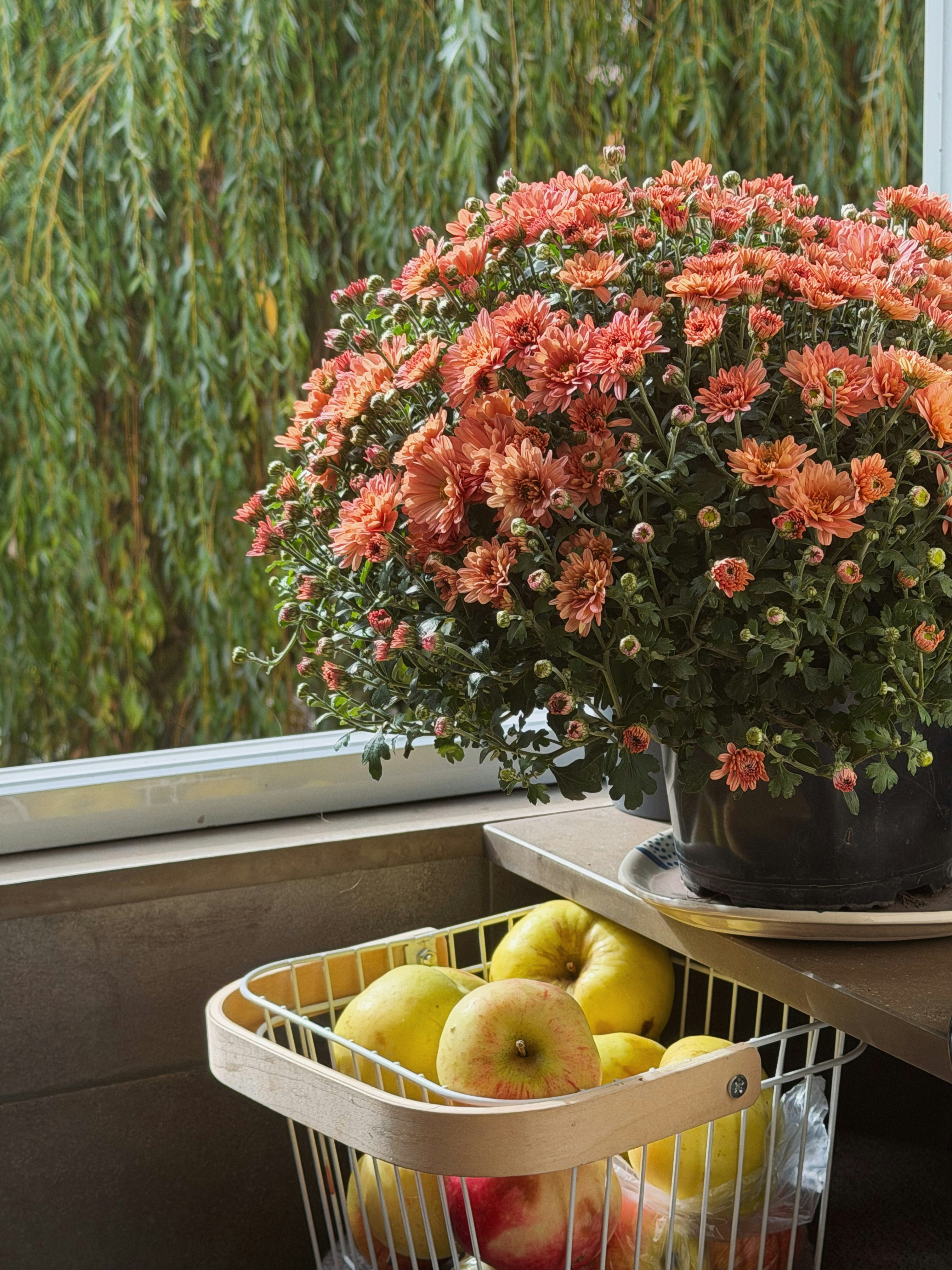 Blooms Over a Basket of Apples