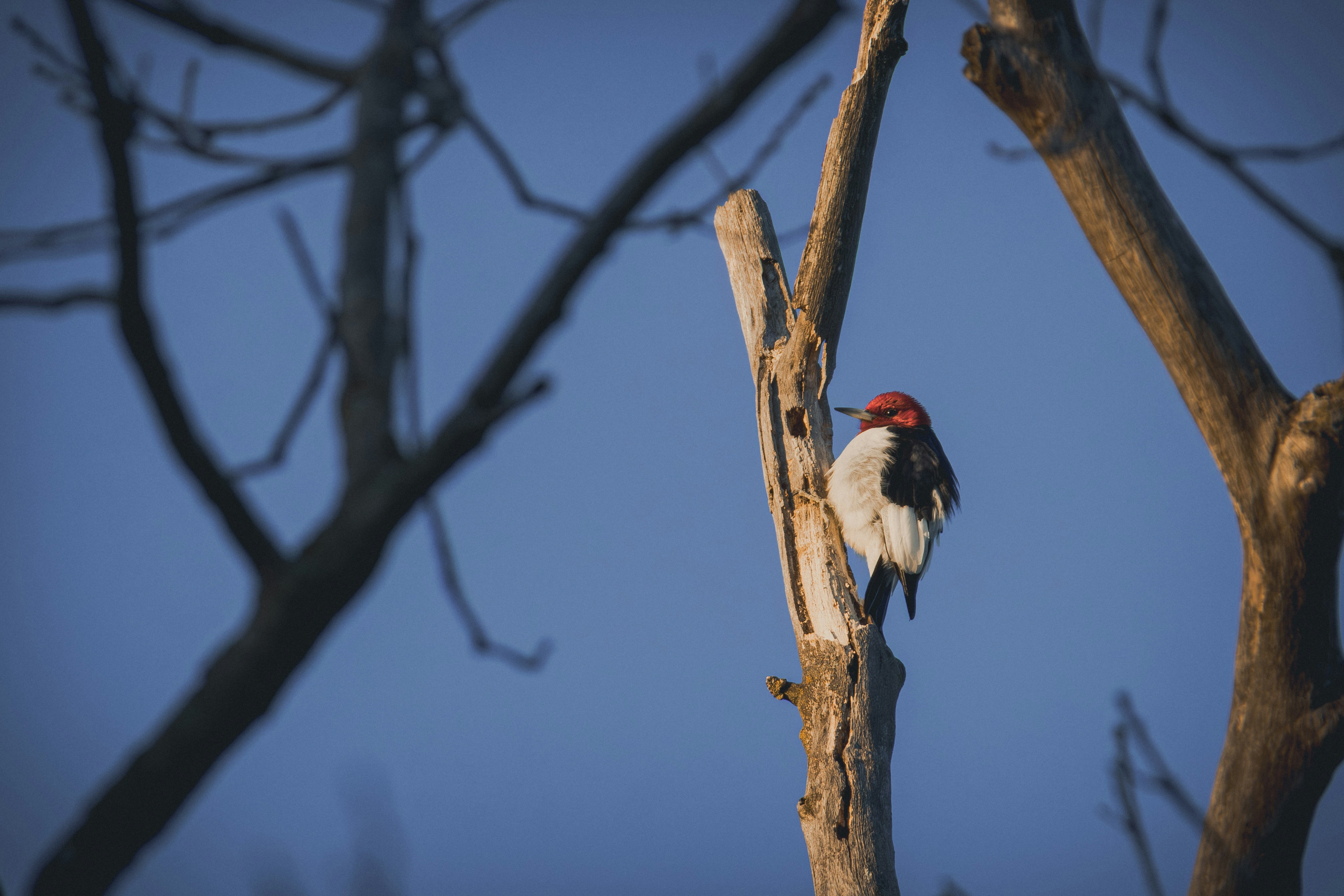 Red-headed woodpecker perched on a weathered branch against a cool blue sky, isolated from the surrounding silhouette of leafless limbs.