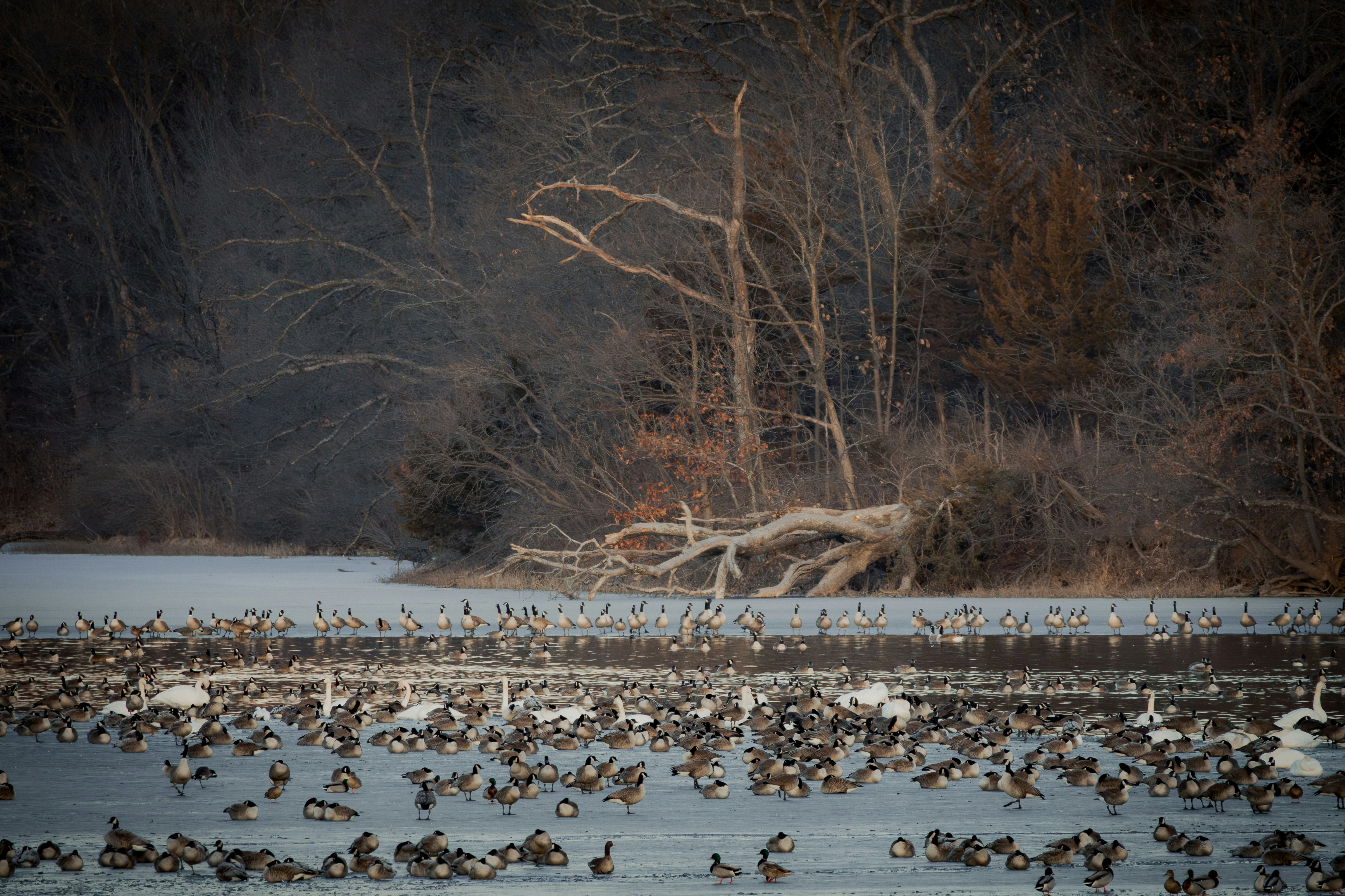 Winter Flock at the Bank: Ducks resting on a frozen shoreline