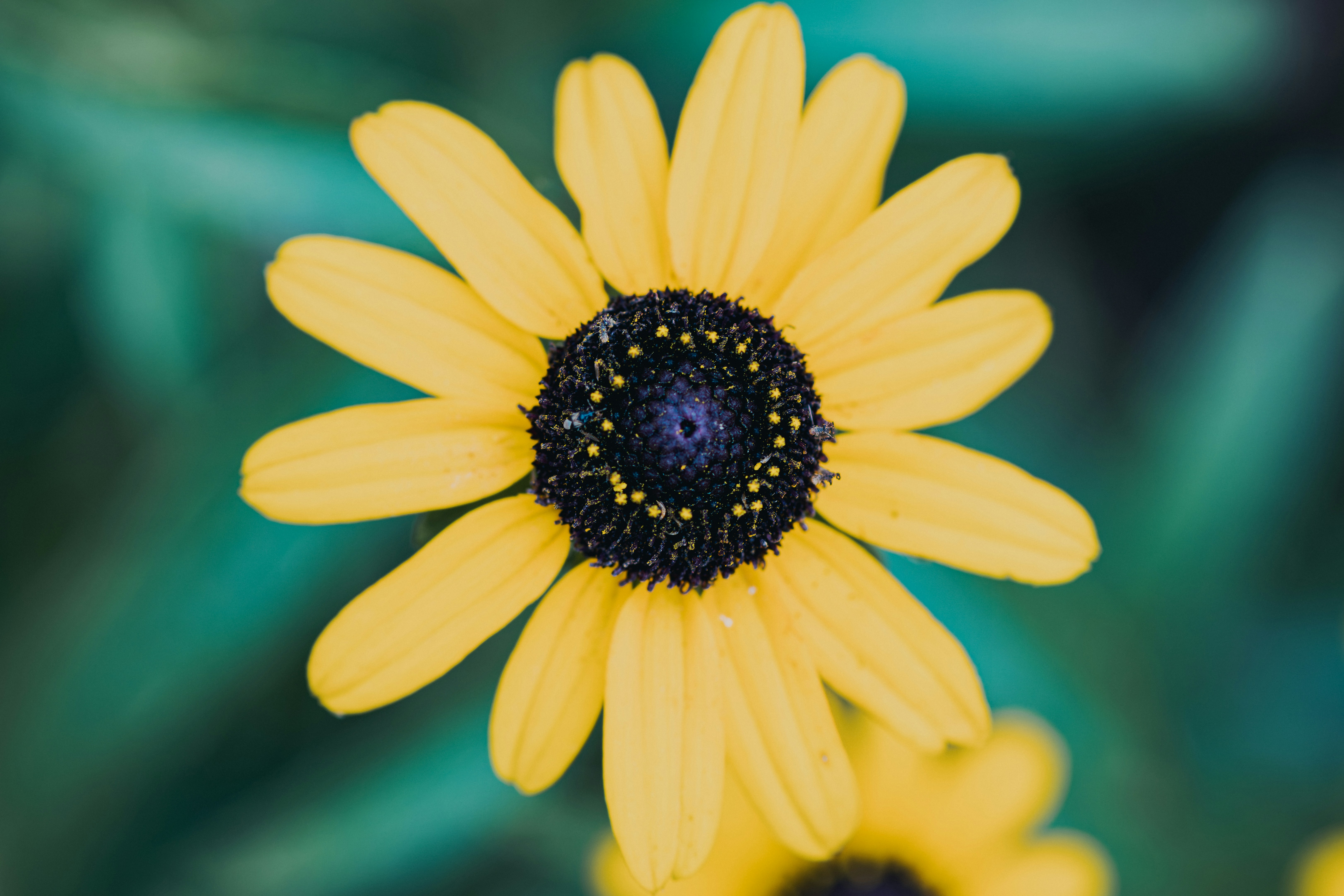 Sunlit Center: A Close-Up of a Golden Daisy Bloom