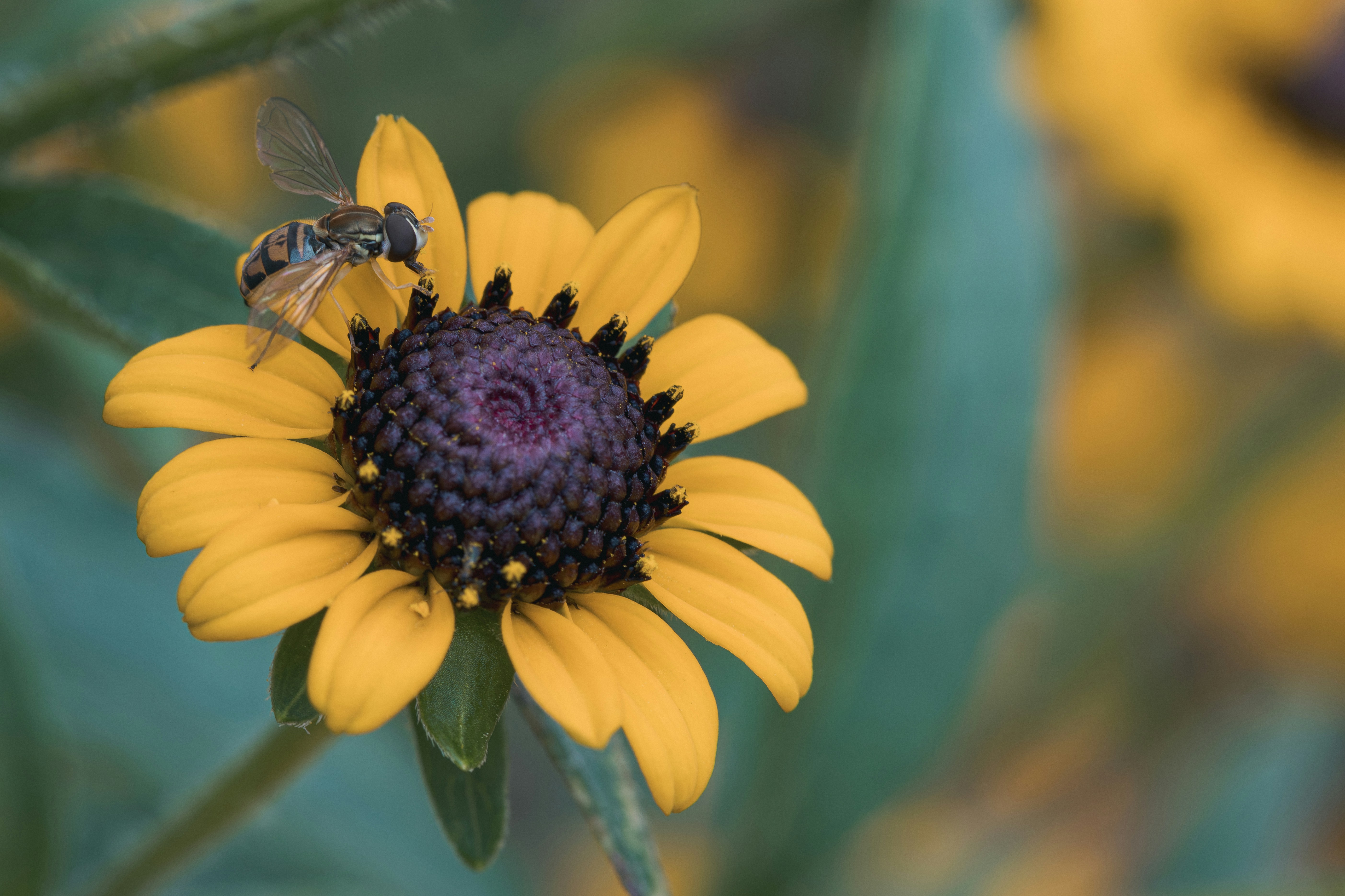 Bee on a Sunflower: Close-Up of Pollination in Warm Afternoon Light