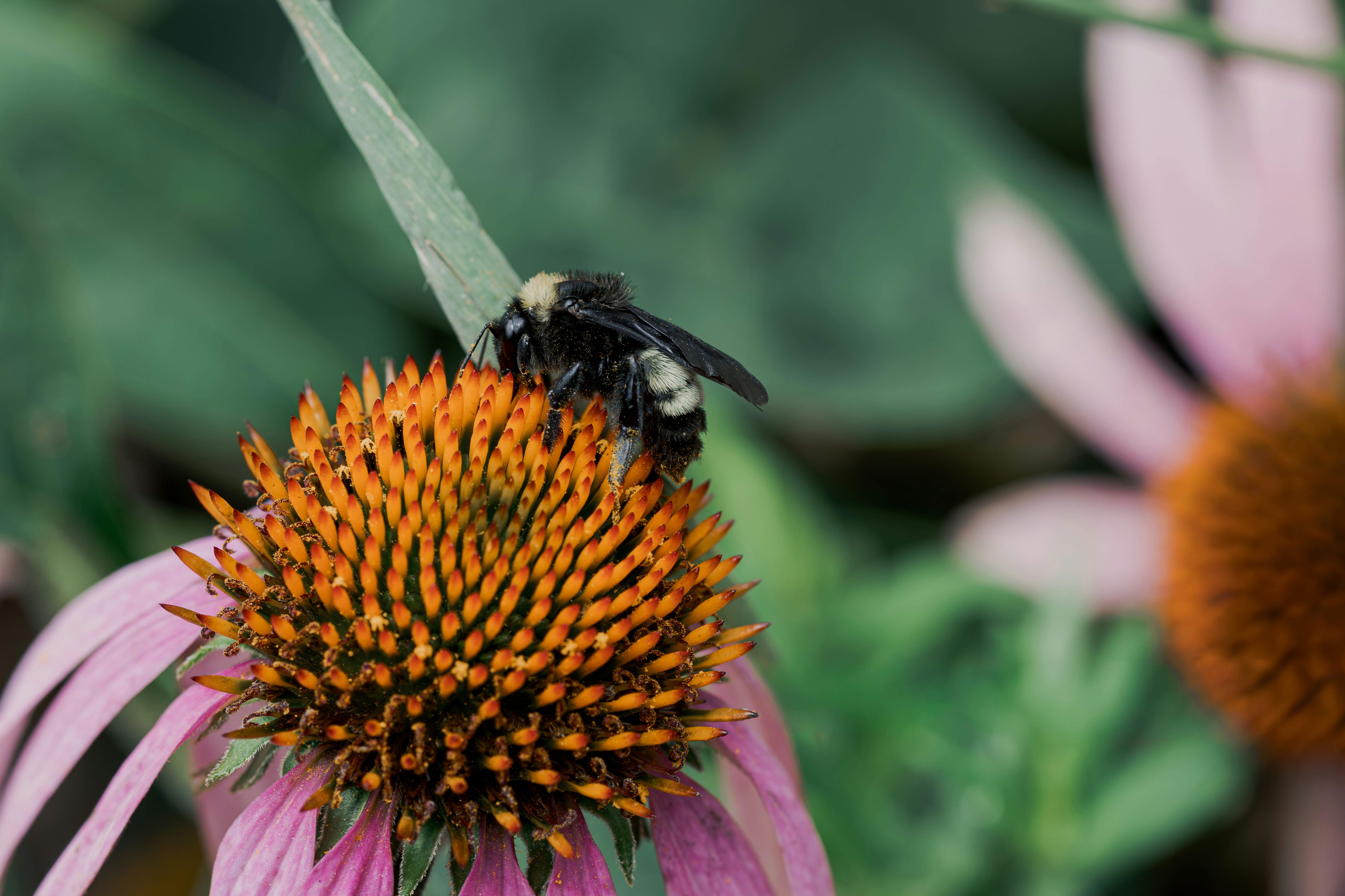 Bee on a Brim of Sunrise: Nectar in a Pink Bloom