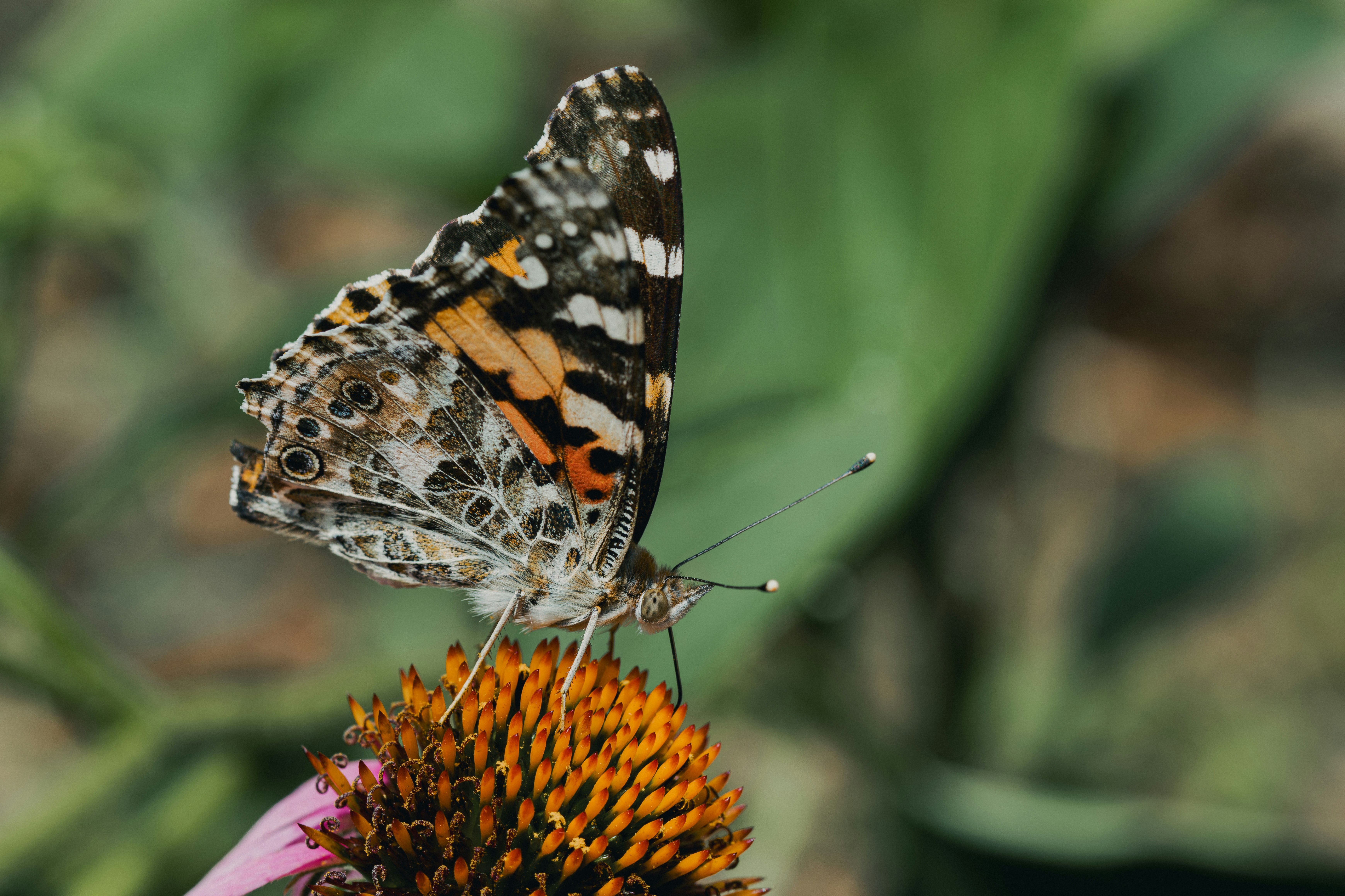 Painted Wings on a Sunlit Coneflower