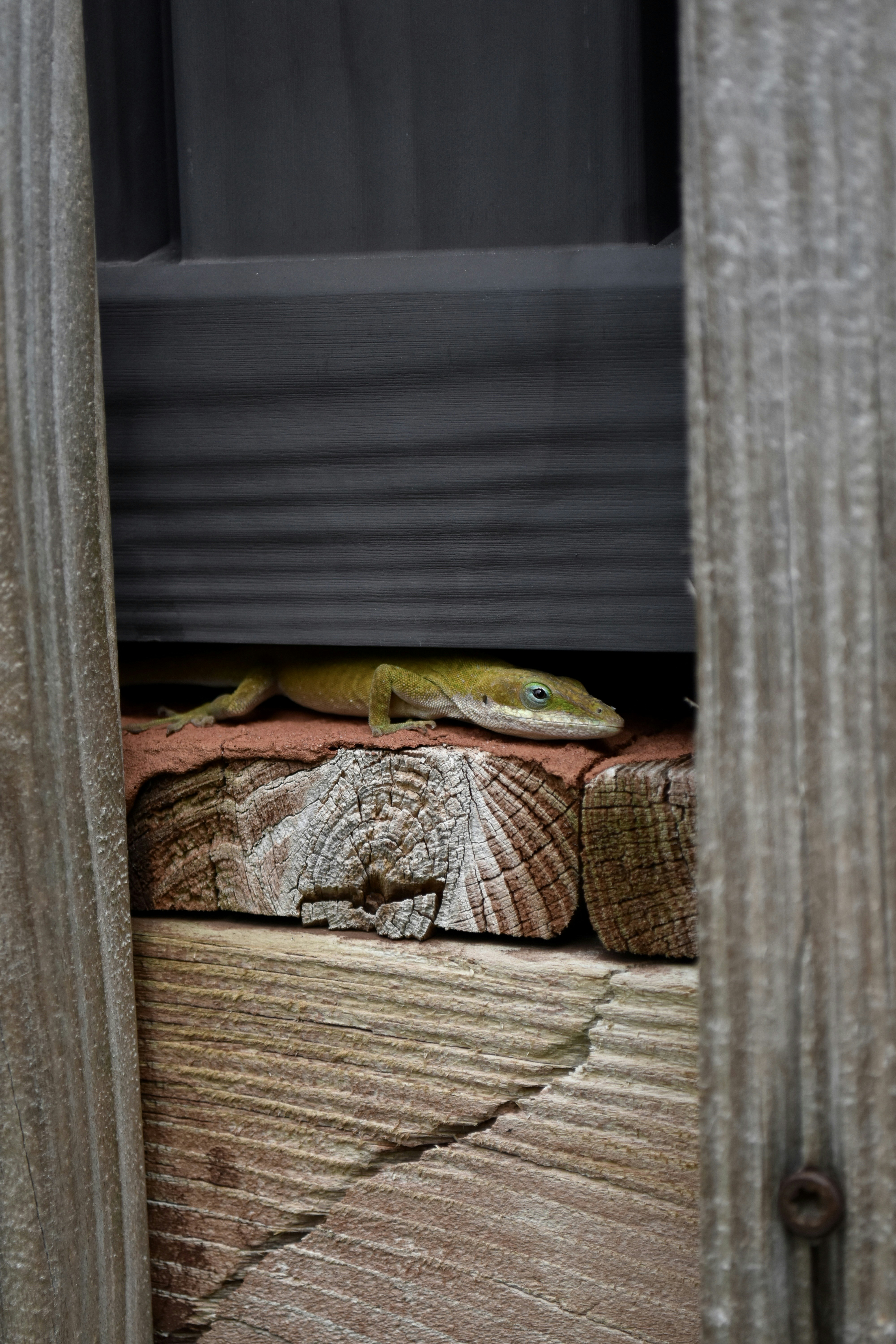 Hidden Lizard: Narrow View Through Weathered Wood