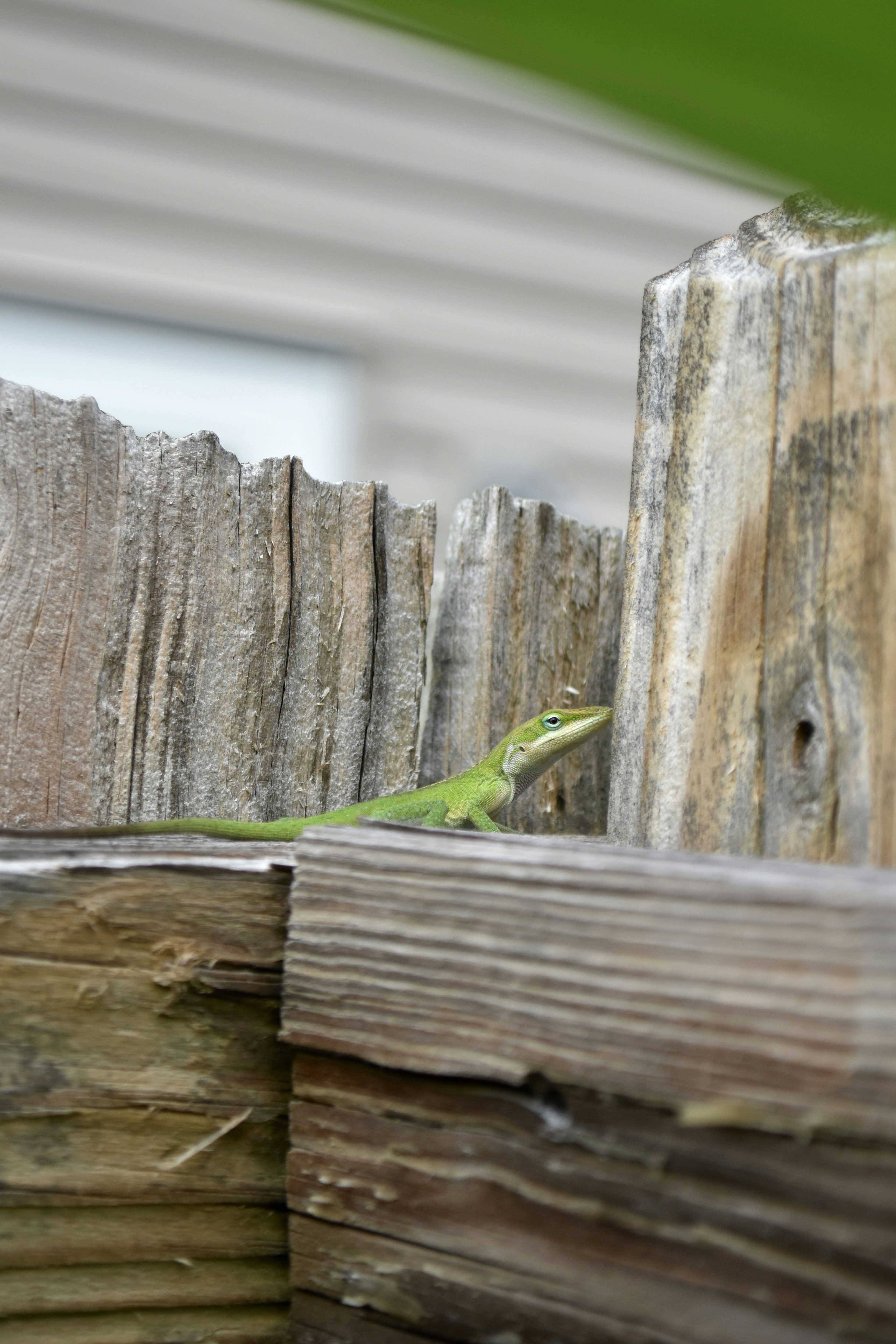 Green Lizard on Weathered Fence: Quiet Watch at Ground Level