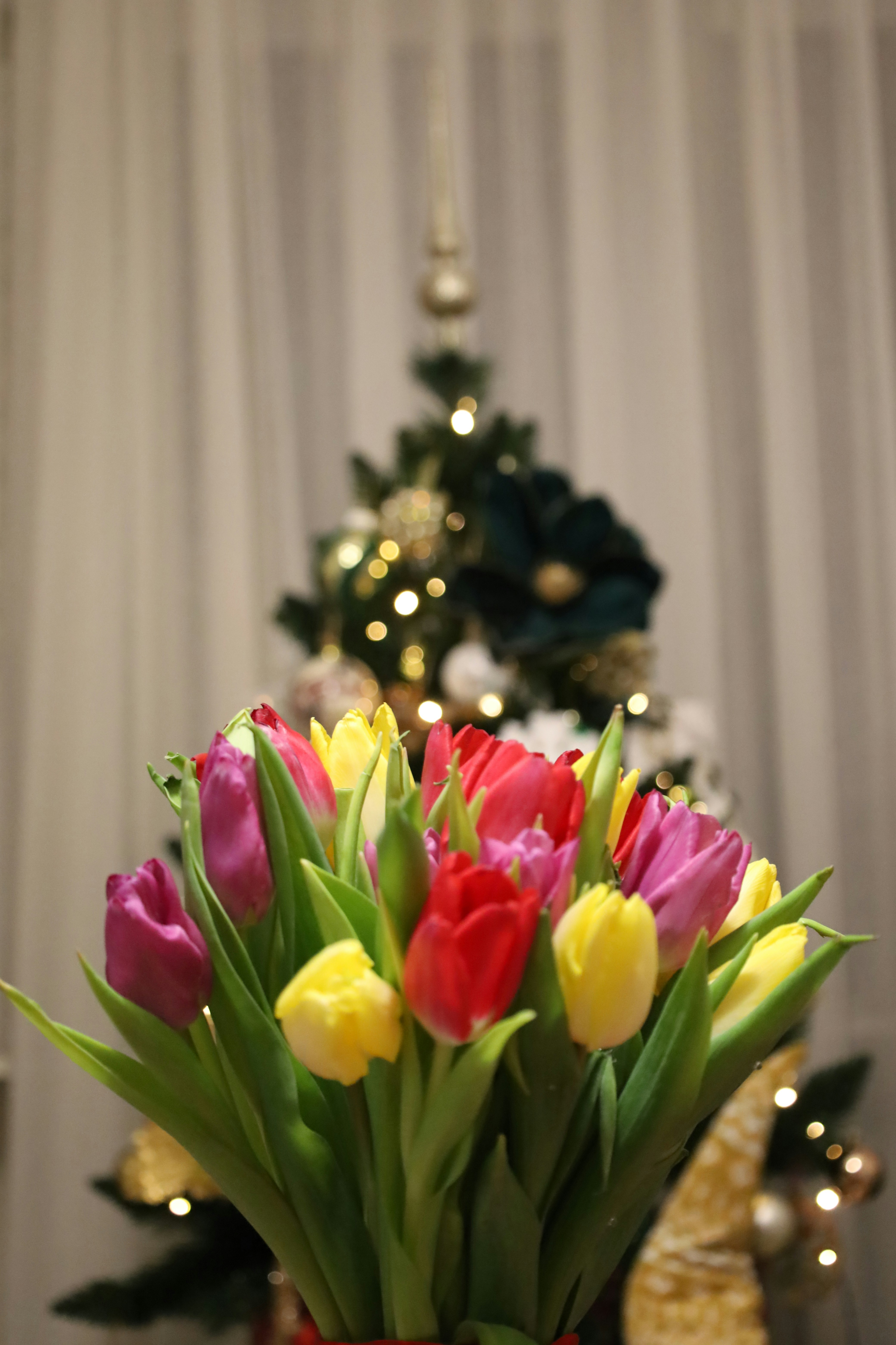 Tulip Bouquet in Front of a Softly Lit Christmas Tree