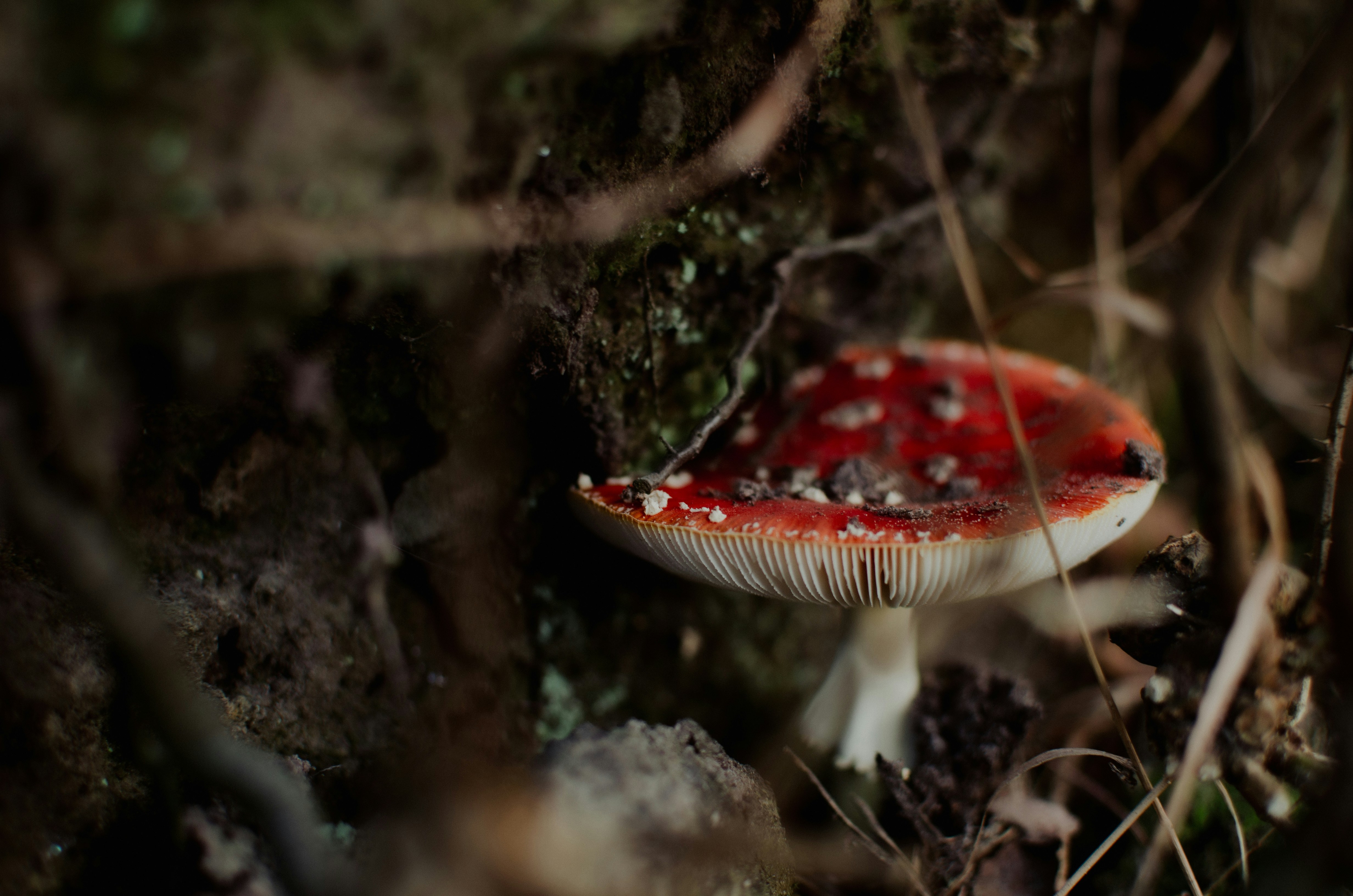 Red-capped mushroom peeking from forest floor