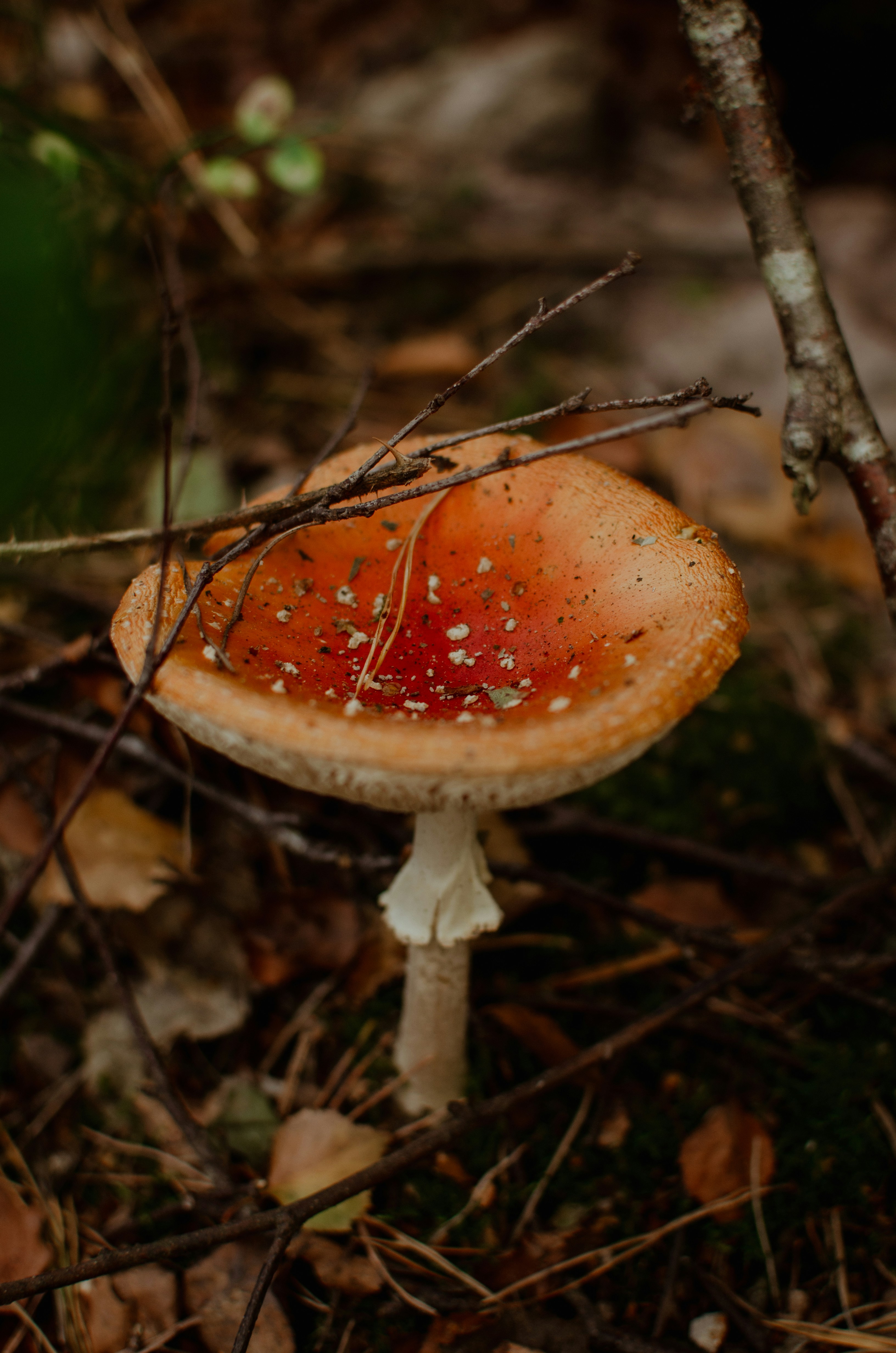 Mushroom Crown: A Scarlet-cap Focussed Amid Forest Debris
