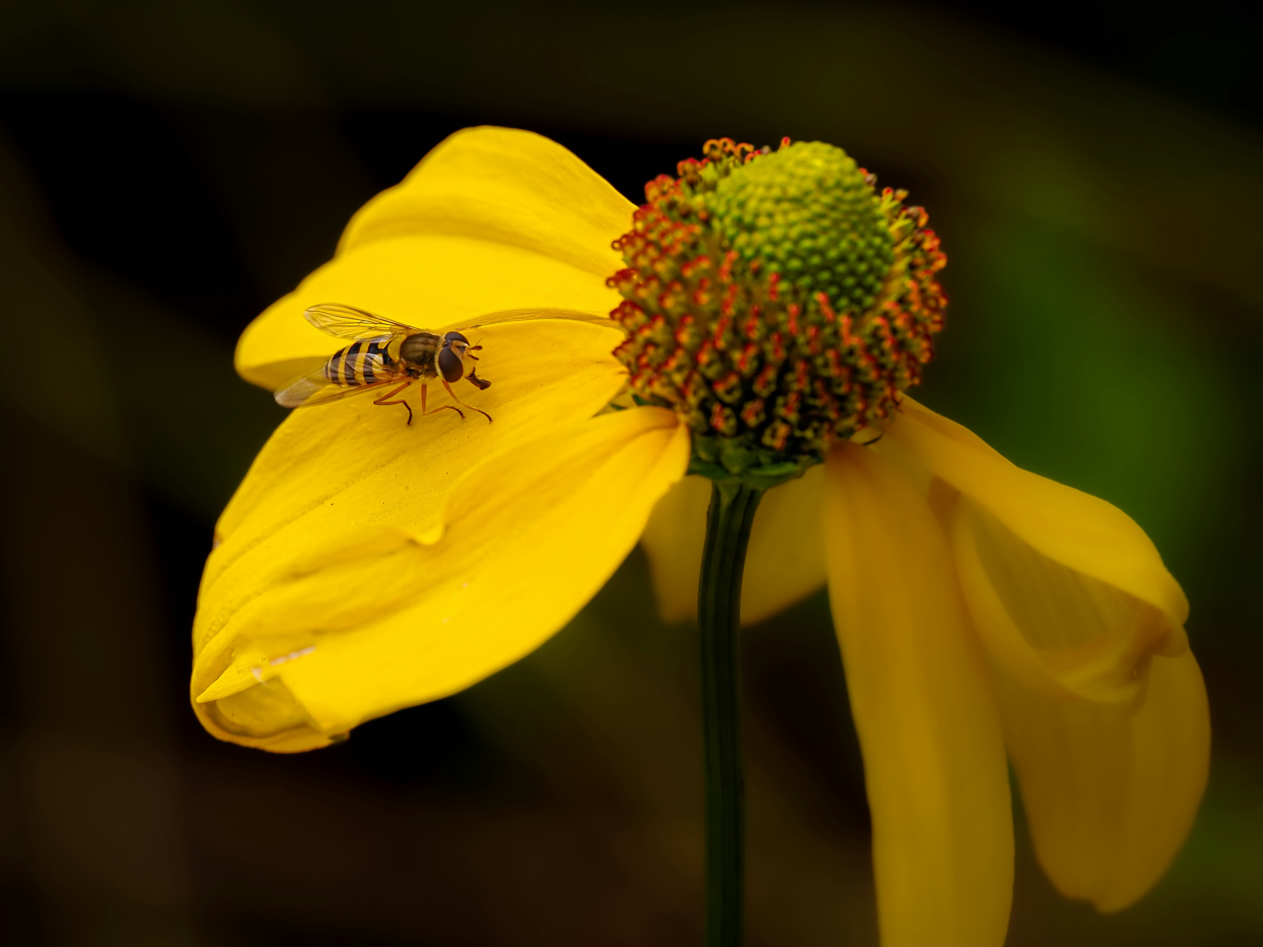 Dance of a Hovering Visitor on a Golden Petal