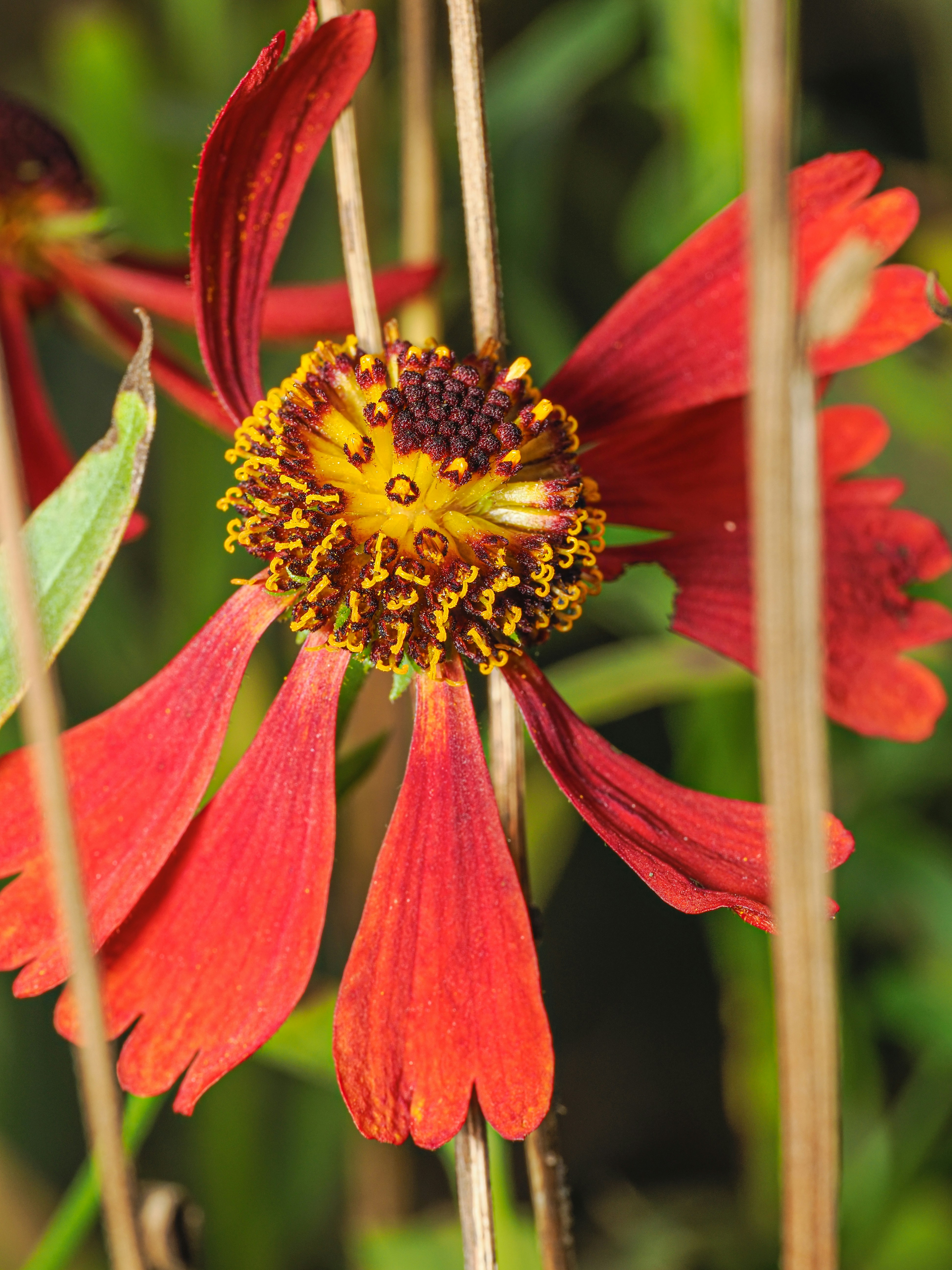 Crimson Core: A Red Poppy Bloom Encircled by Rustic Stems