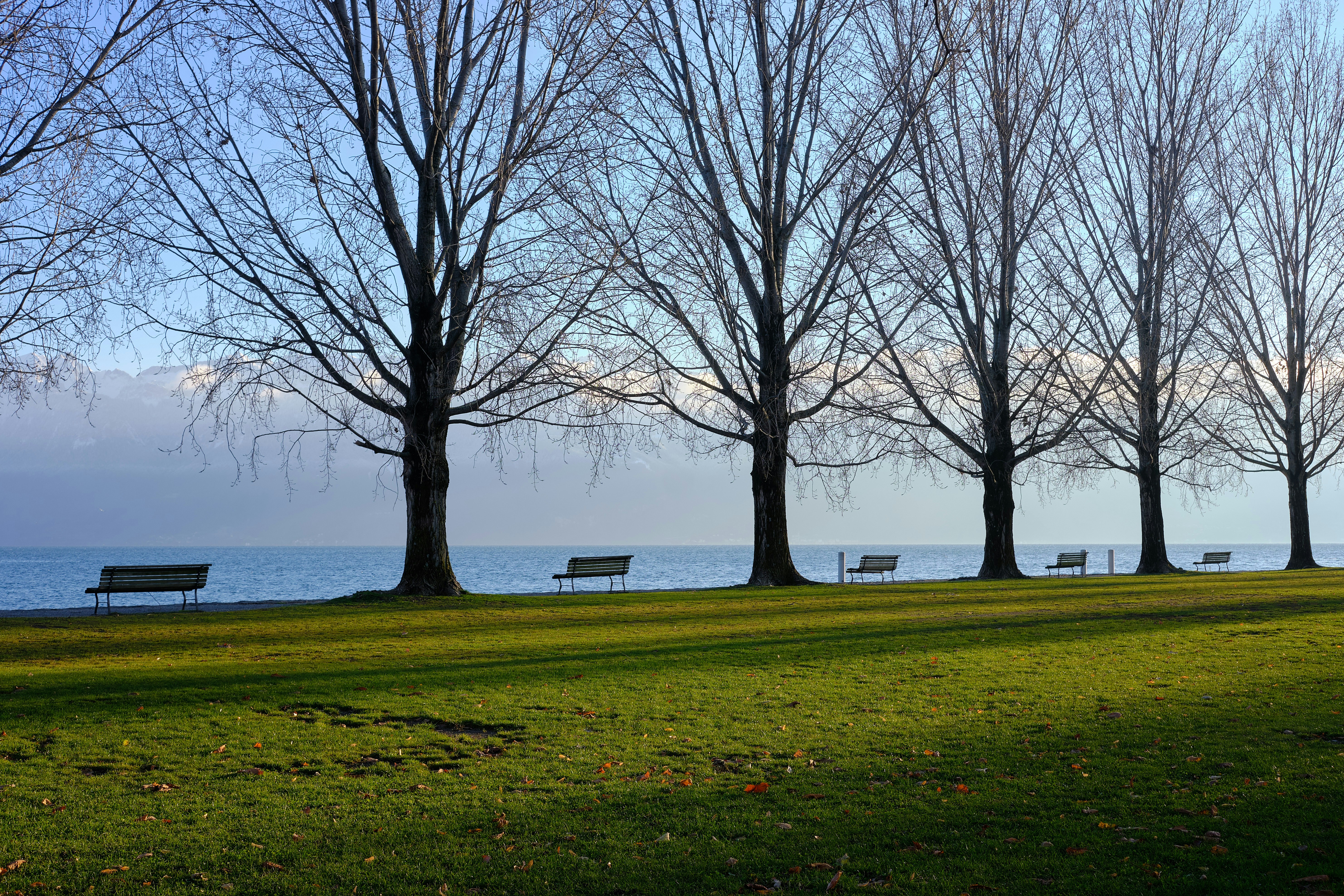 Row of Quiet Trees by the Lake