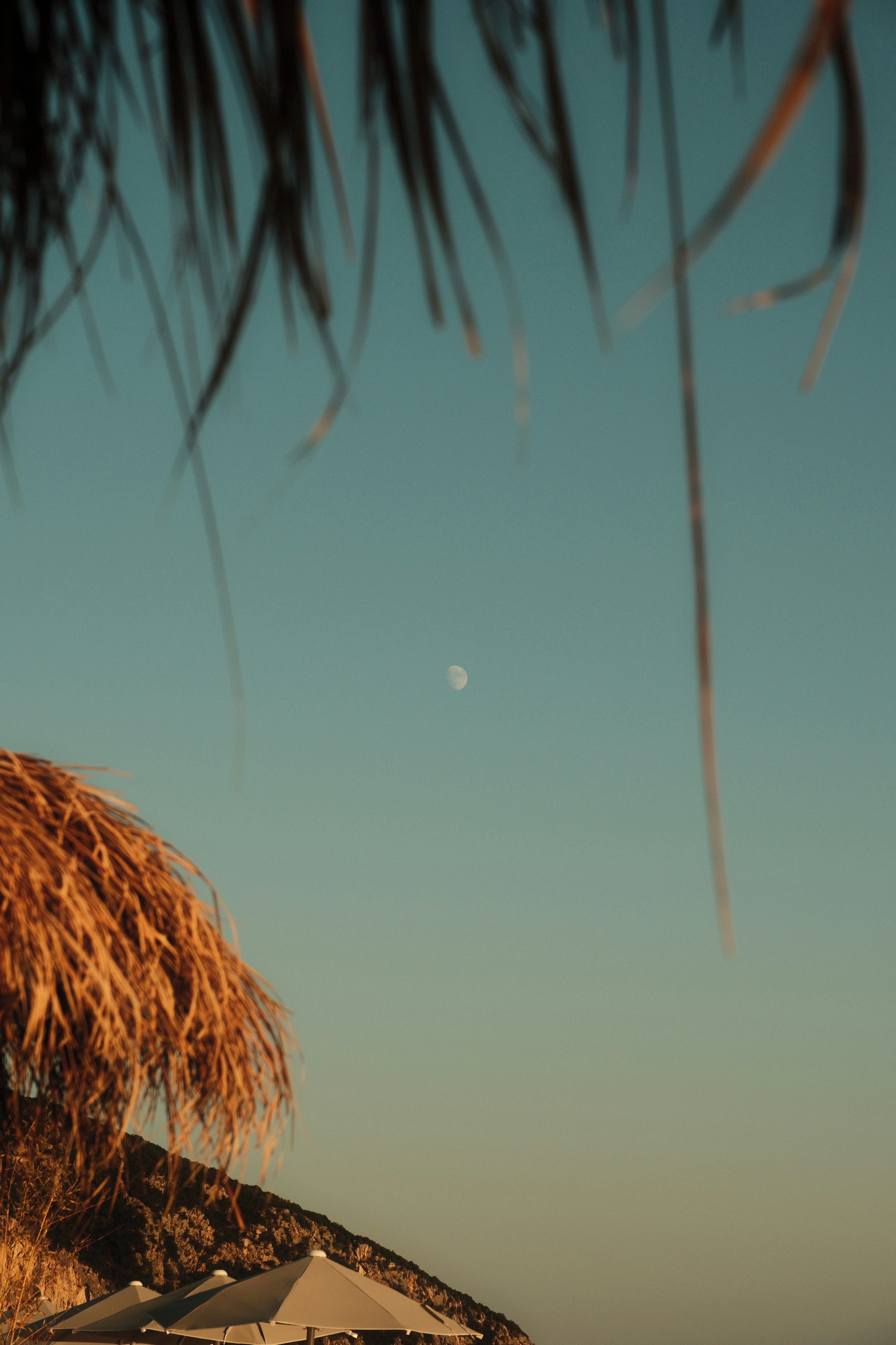 Moon Over Palm Shade: Quiet Beach at Dusk