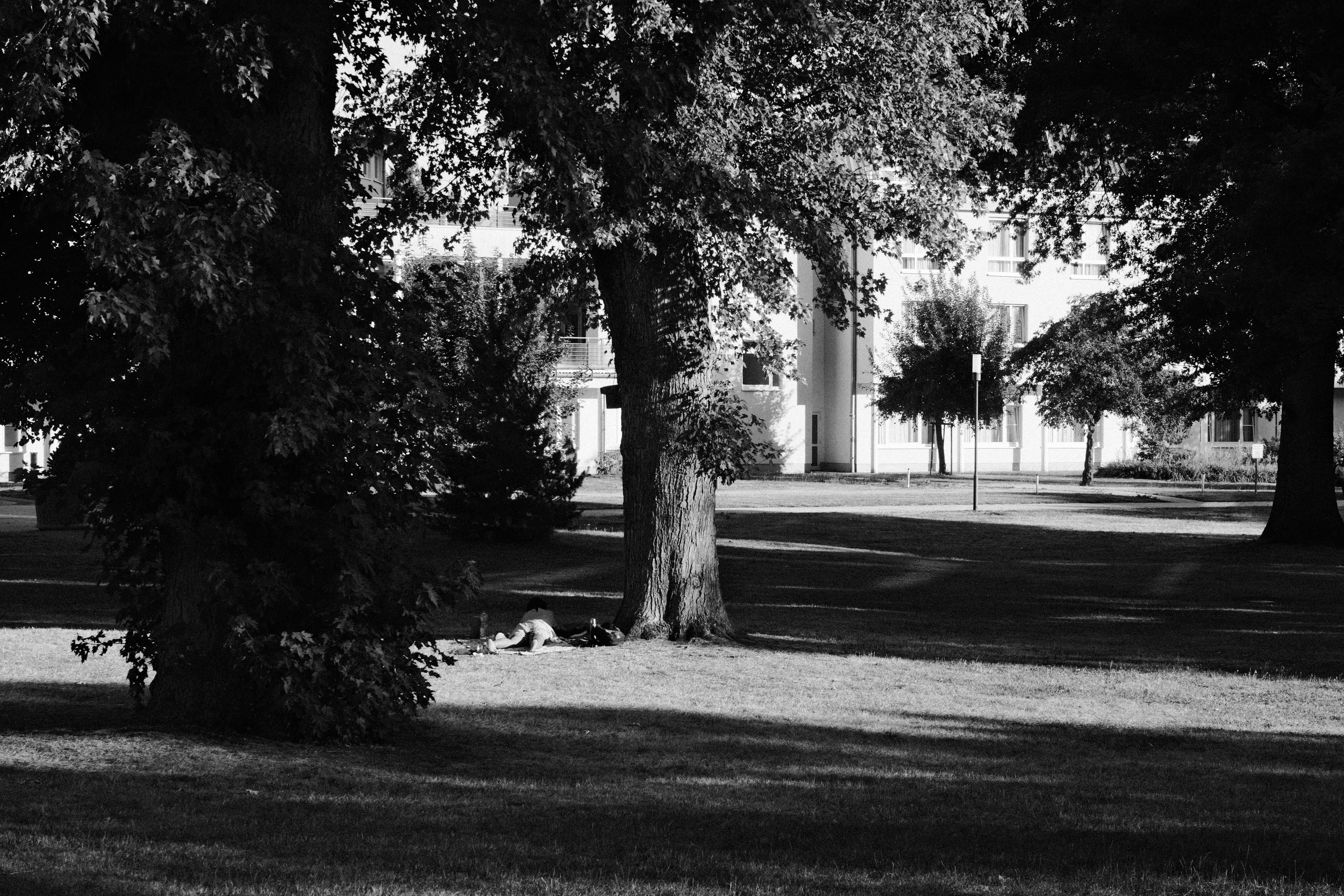 Quiet Afternoon in the Shade: A Lone Figure Resting Beneath the Trees