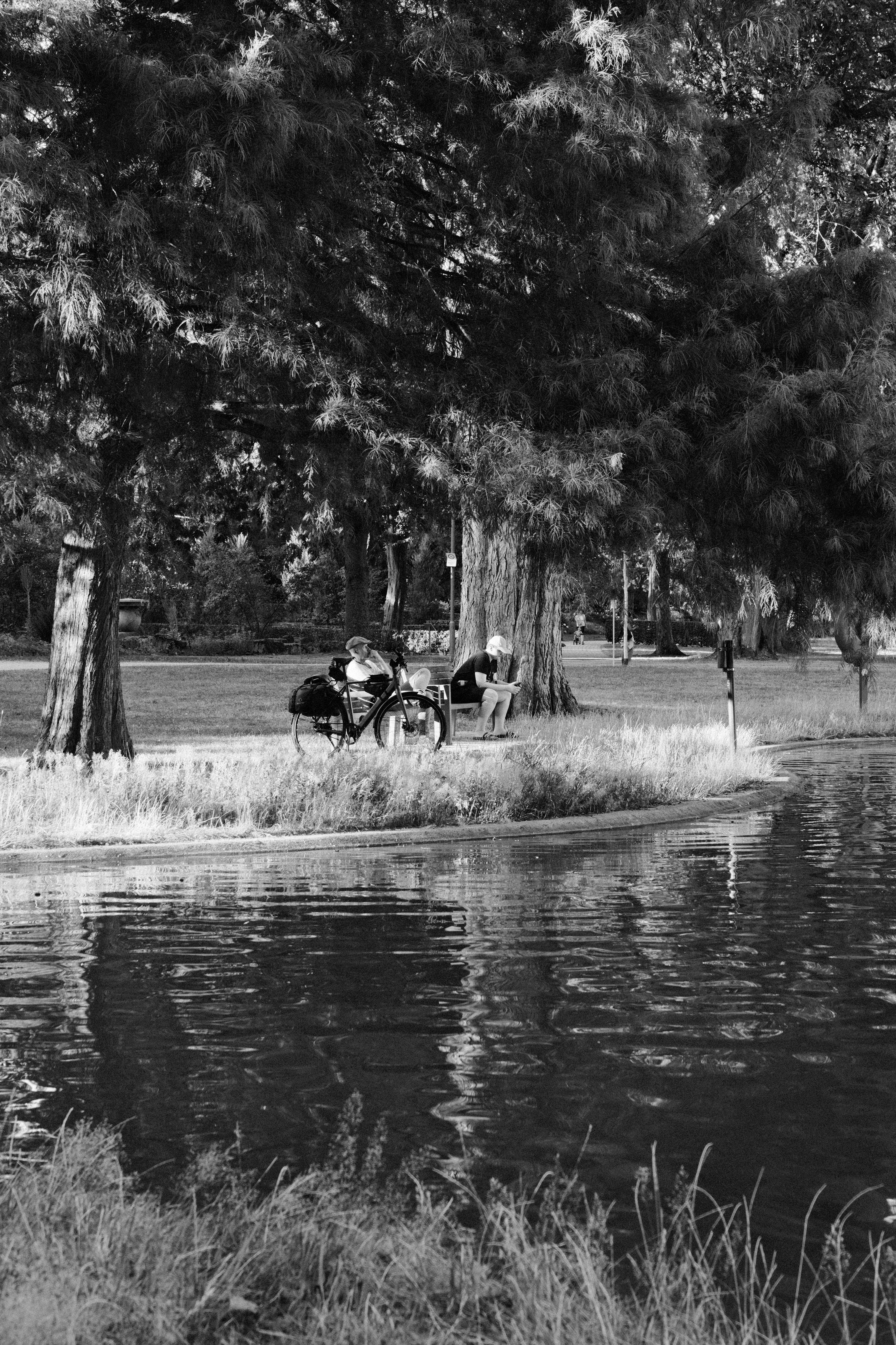 Quiet Riverside Rest: A Park Bench Beneath Overhanging Pines