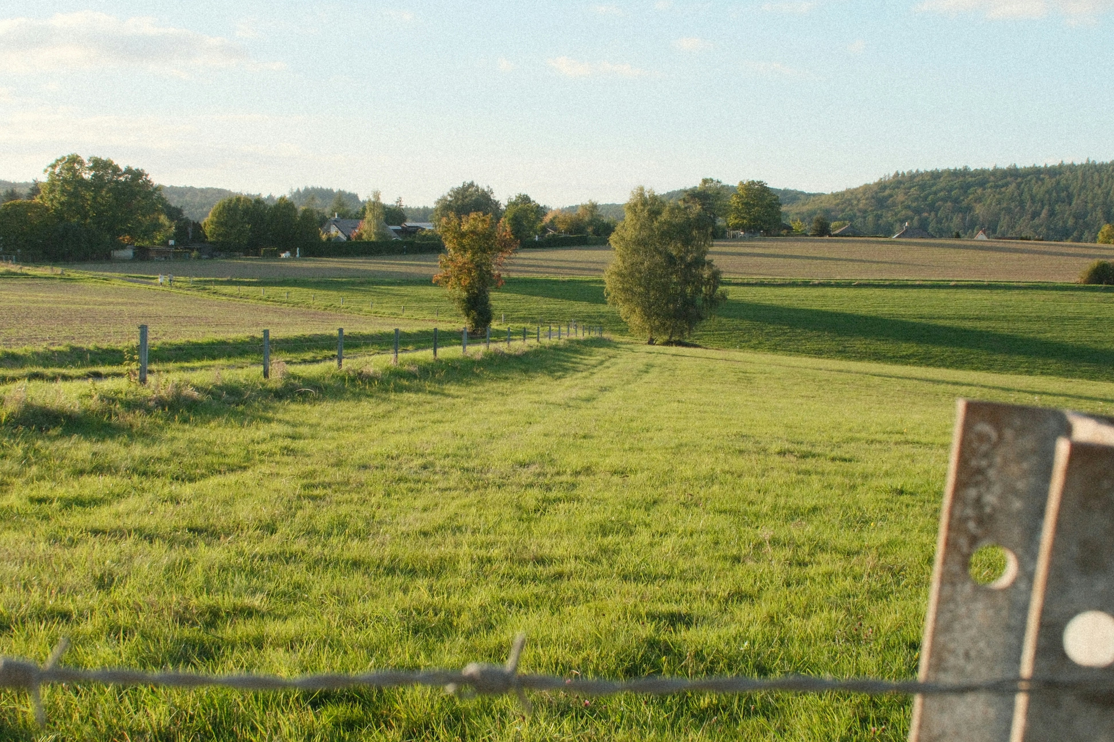 Golden Pasture at Dusk: Fence Lines and Lone Trees on a Quiet Plain