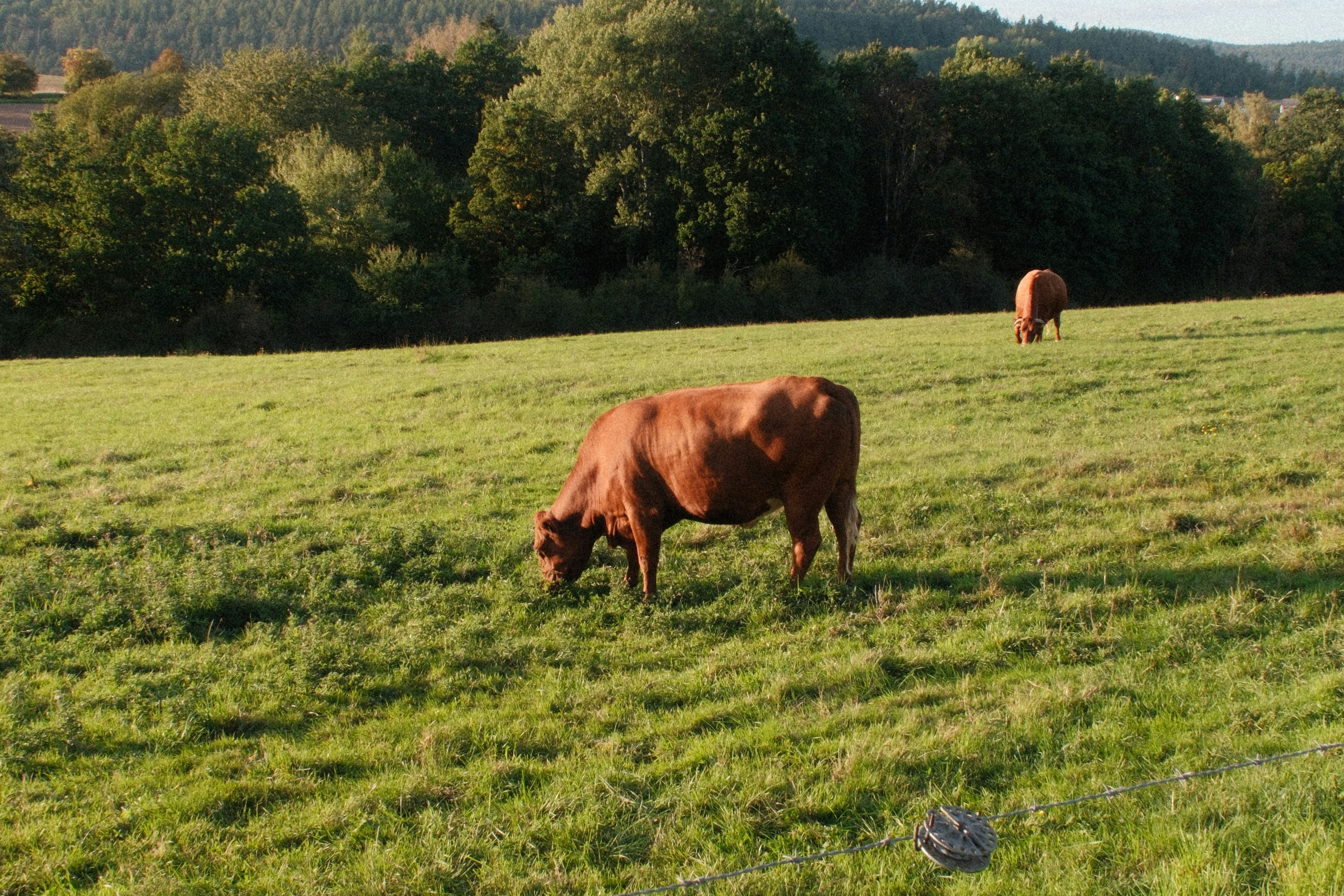 Pasture Sentinel: A Brown Cow Grazes Under Wide Open Sky