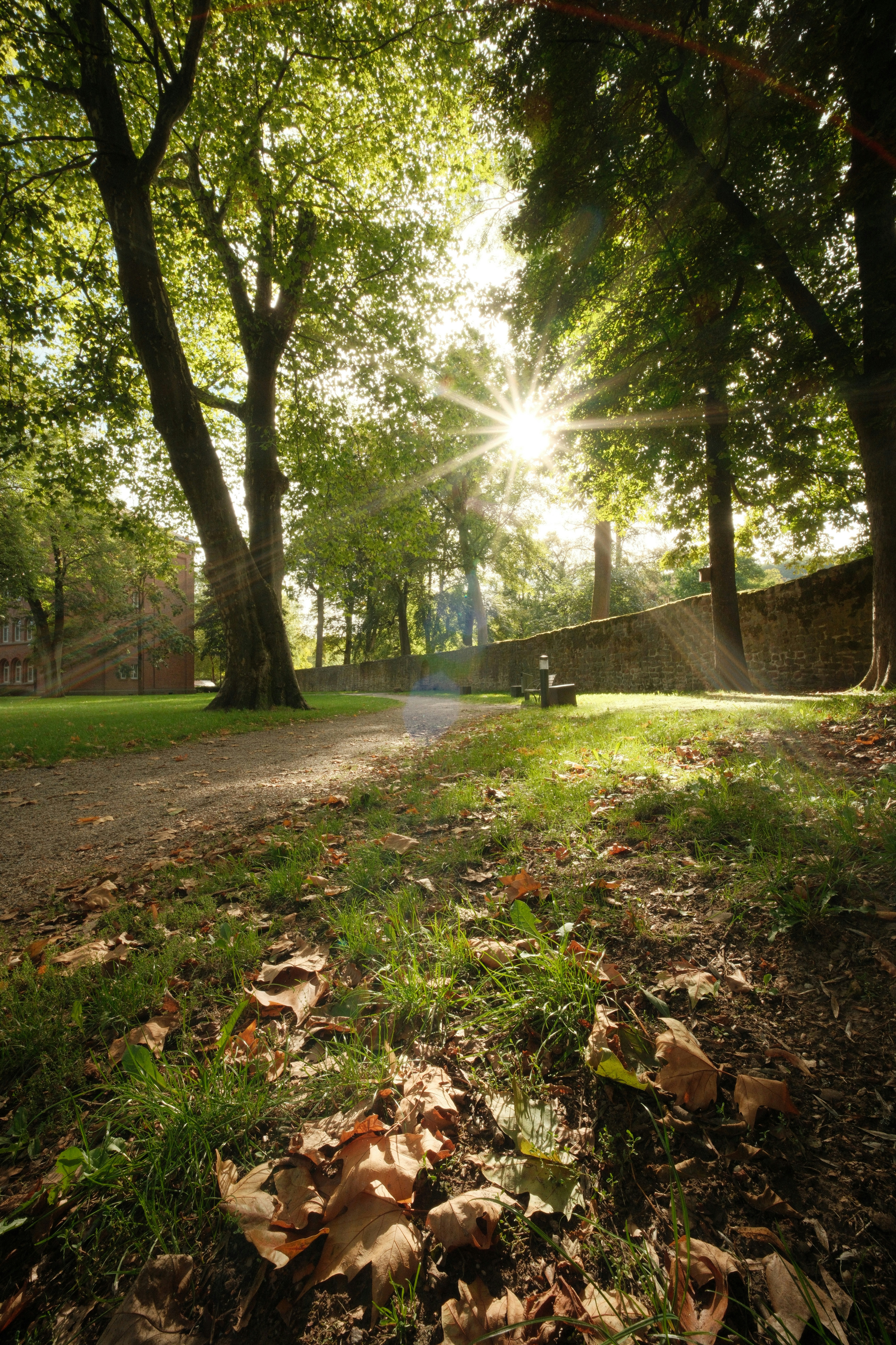 Sunlit Path Through an Autumn CANVAS
