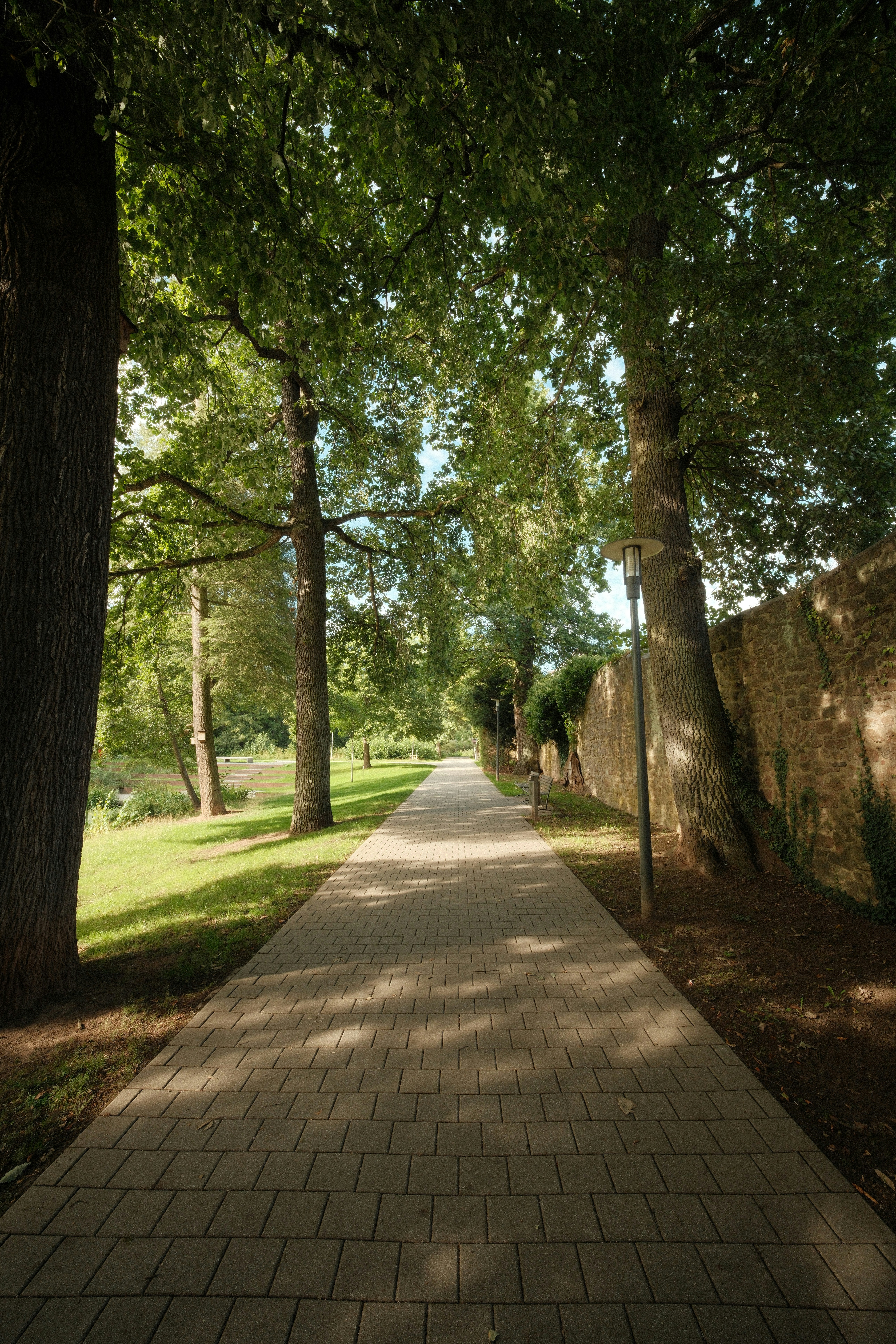 Shaded Avenue: A Stone Path through a Quiet canopy