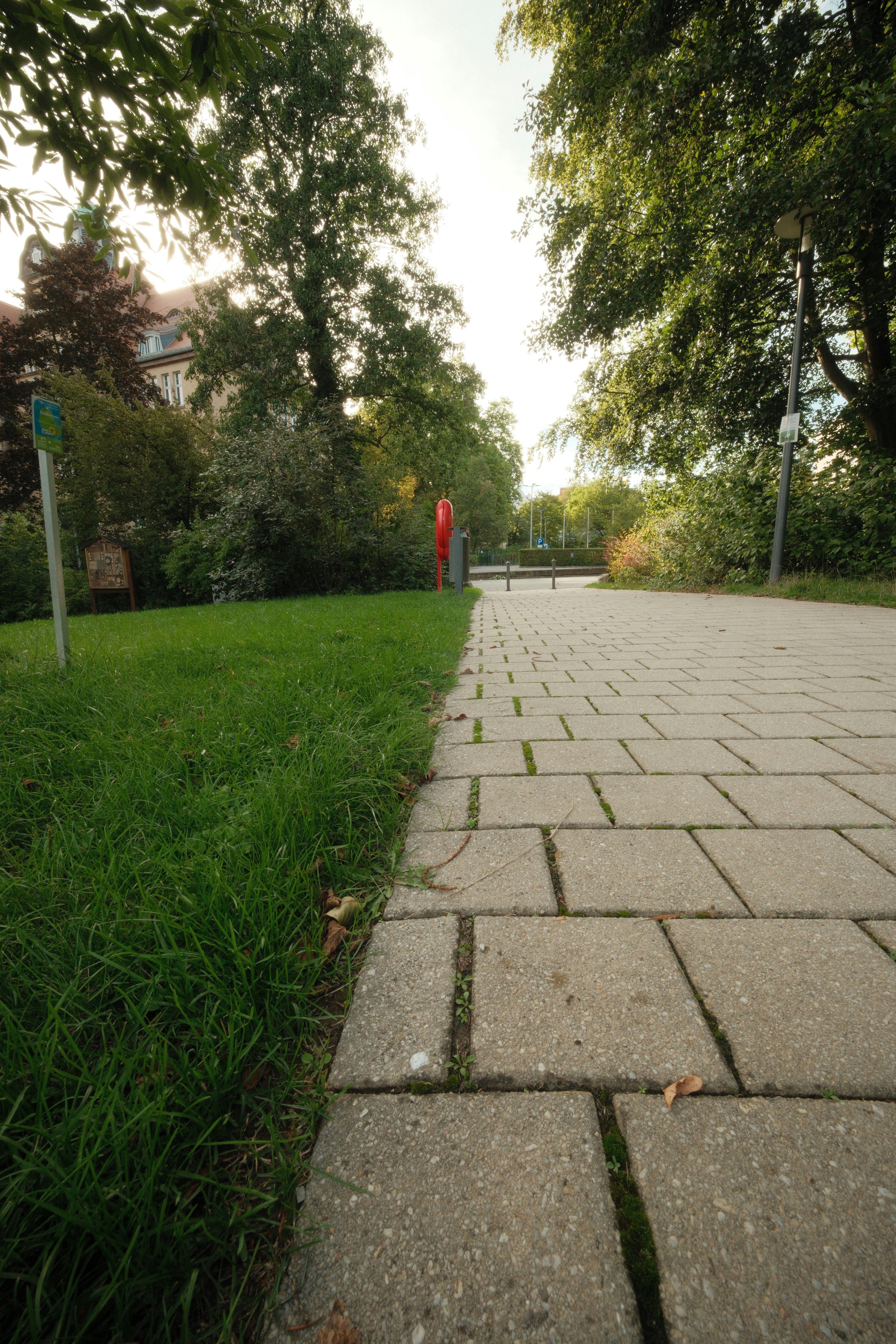 Pathway to Quiet Light: A Sunlit City Park Walkway