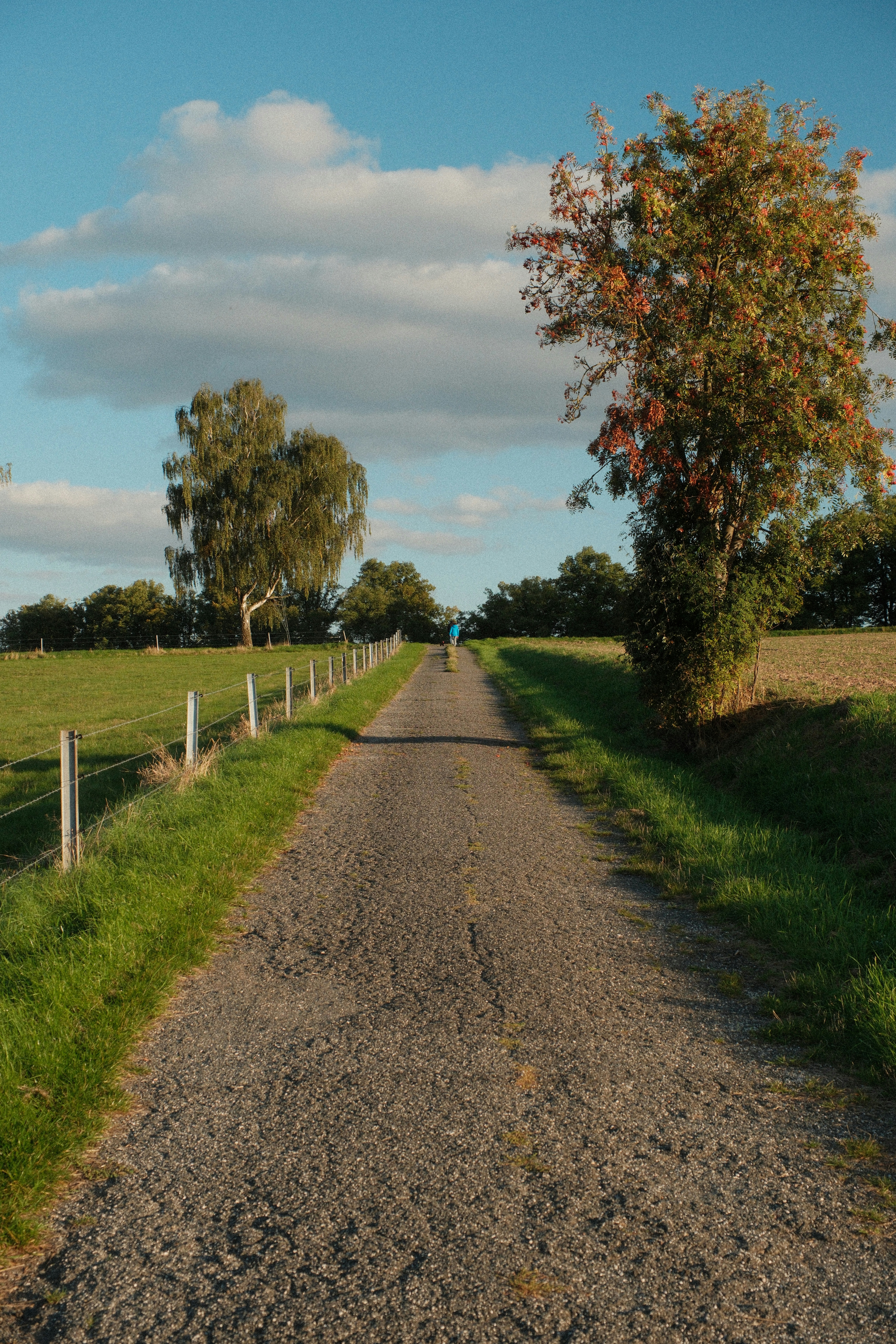 A Quiet Gravel Path Toward a Distant Tree-lined Horizon