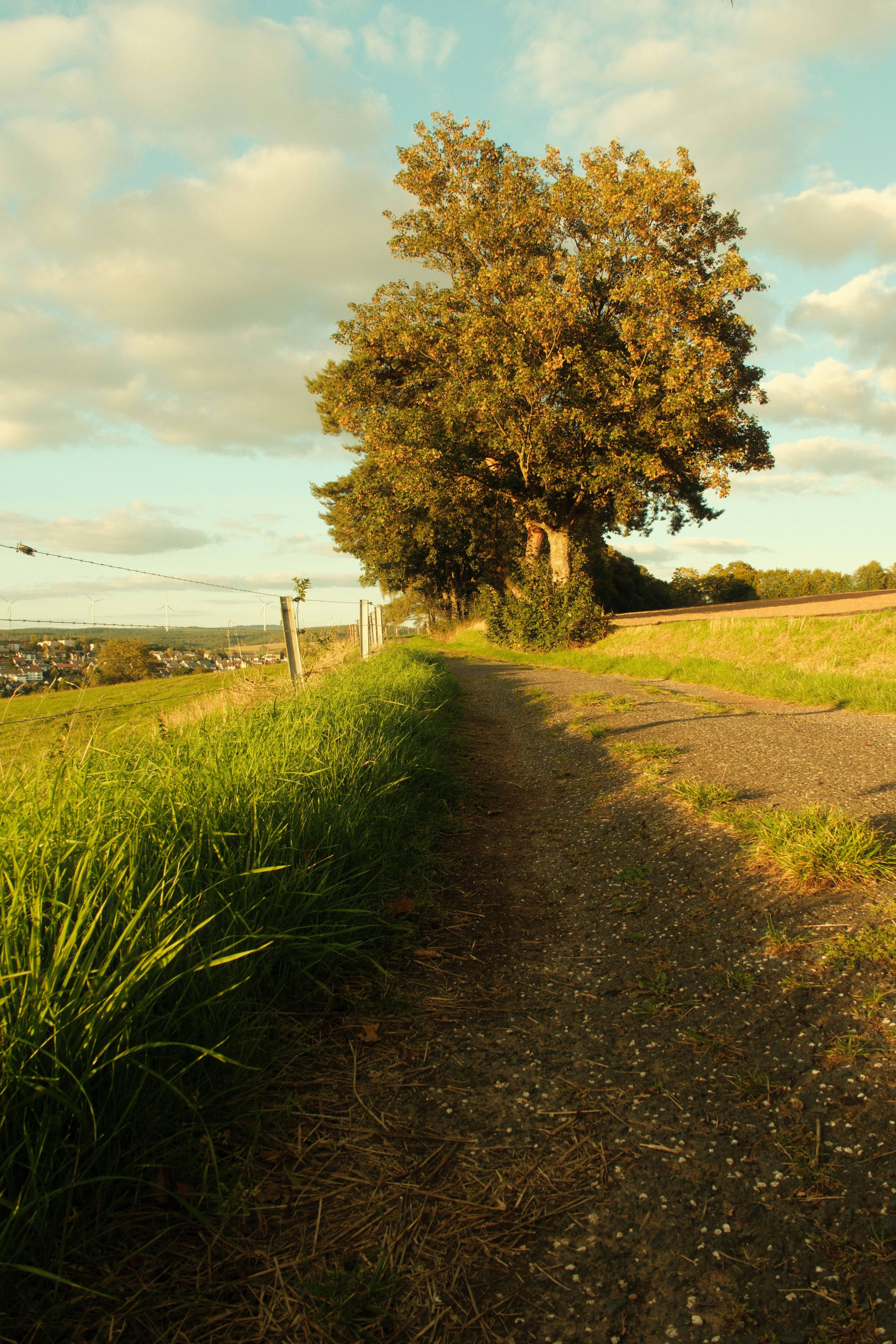 Lonely Path to a Standing Tree
