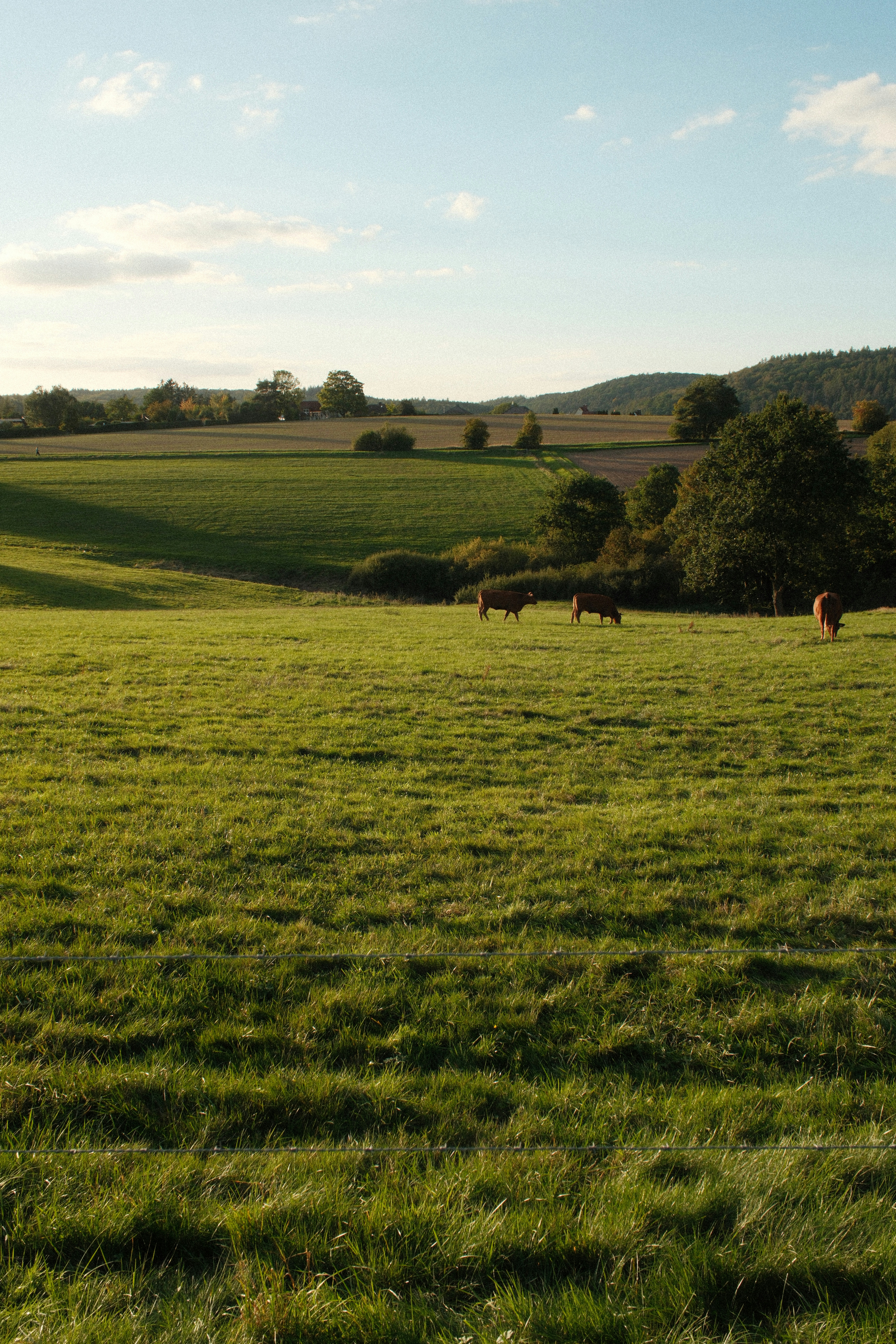 Pasture at Dusk: Cattle in Rolling Fields Under Blue Sky