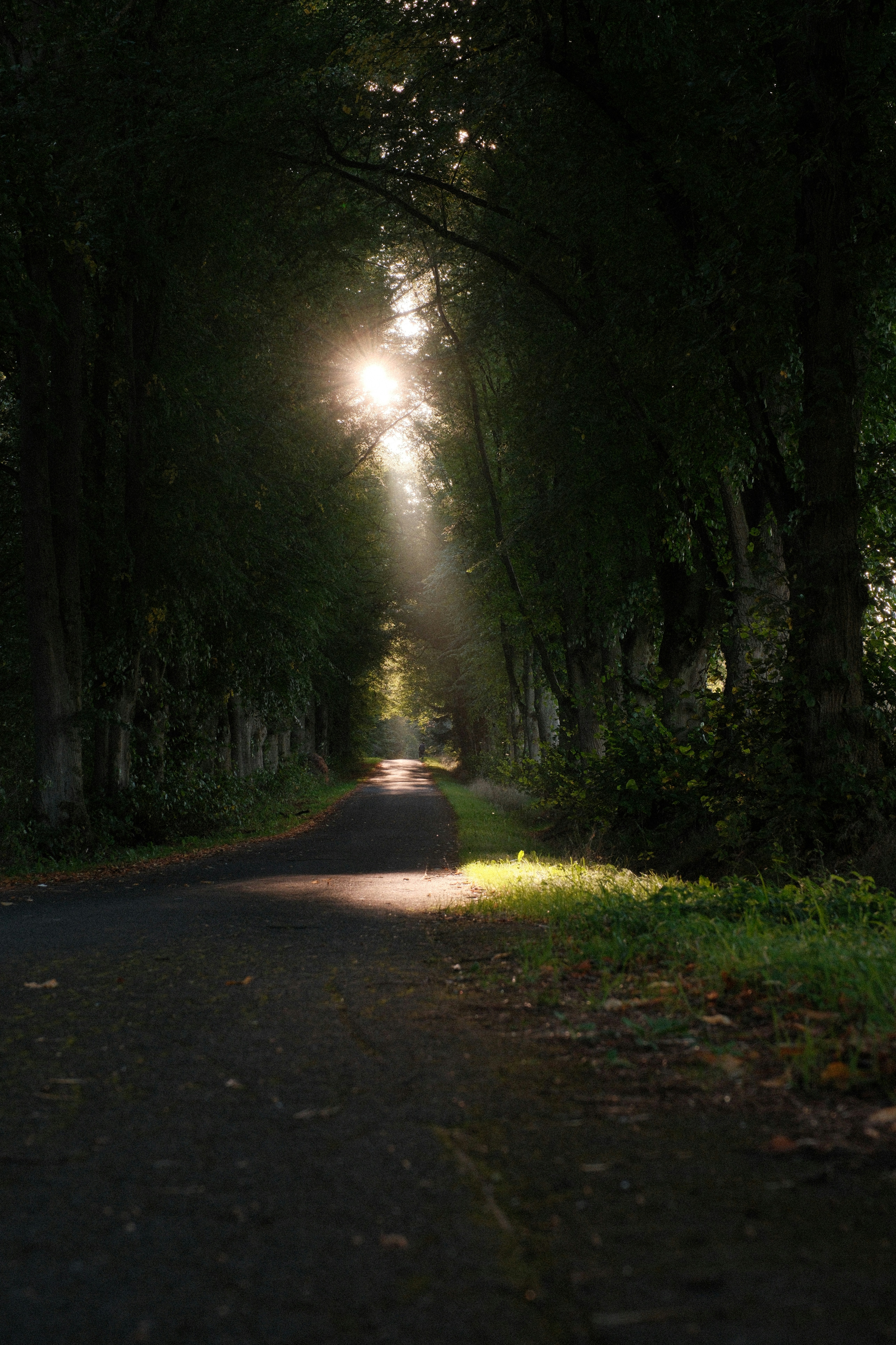 Sunlit Path Through an Emerald Corridor