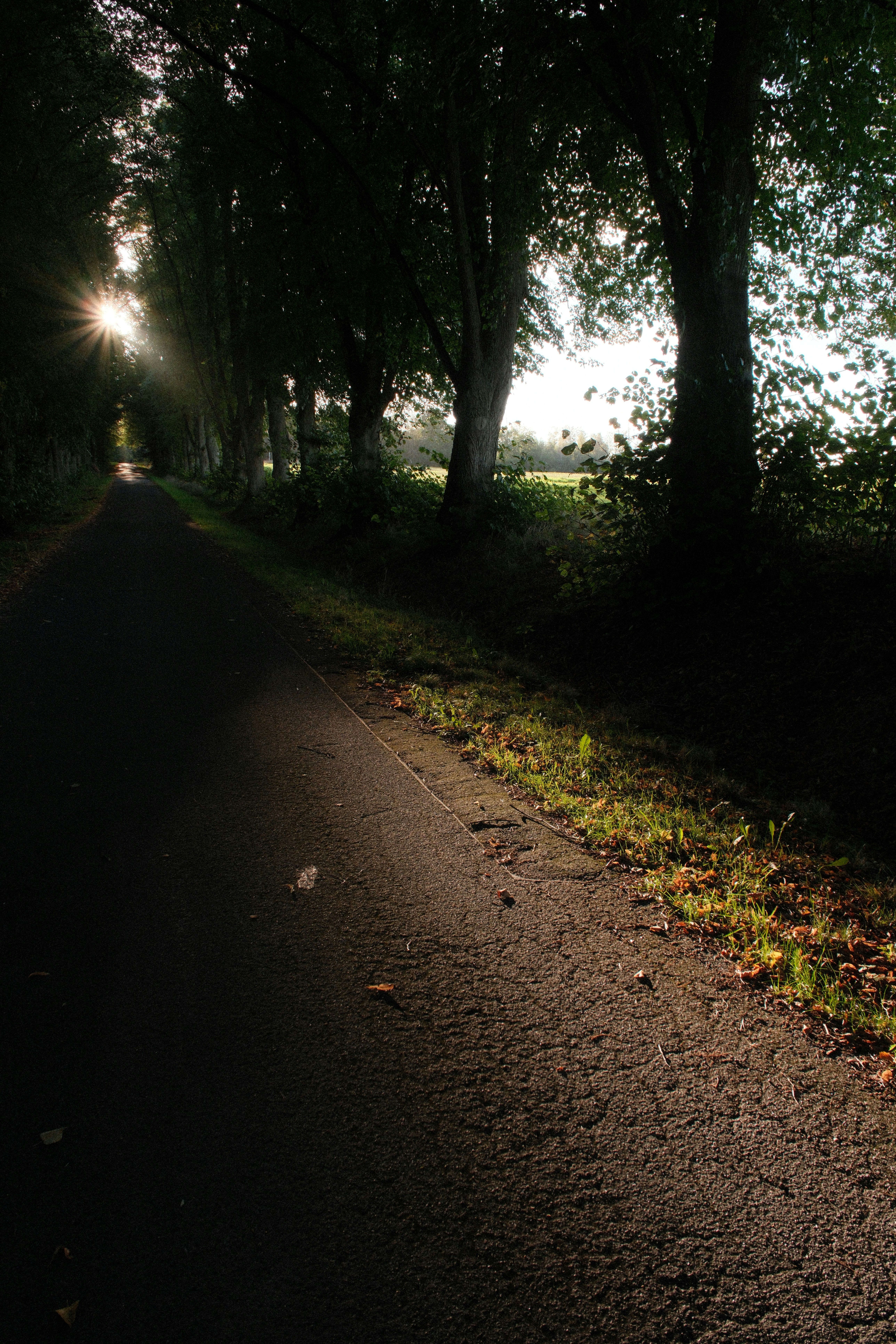 Sunlit Path Through the Tree Corridor