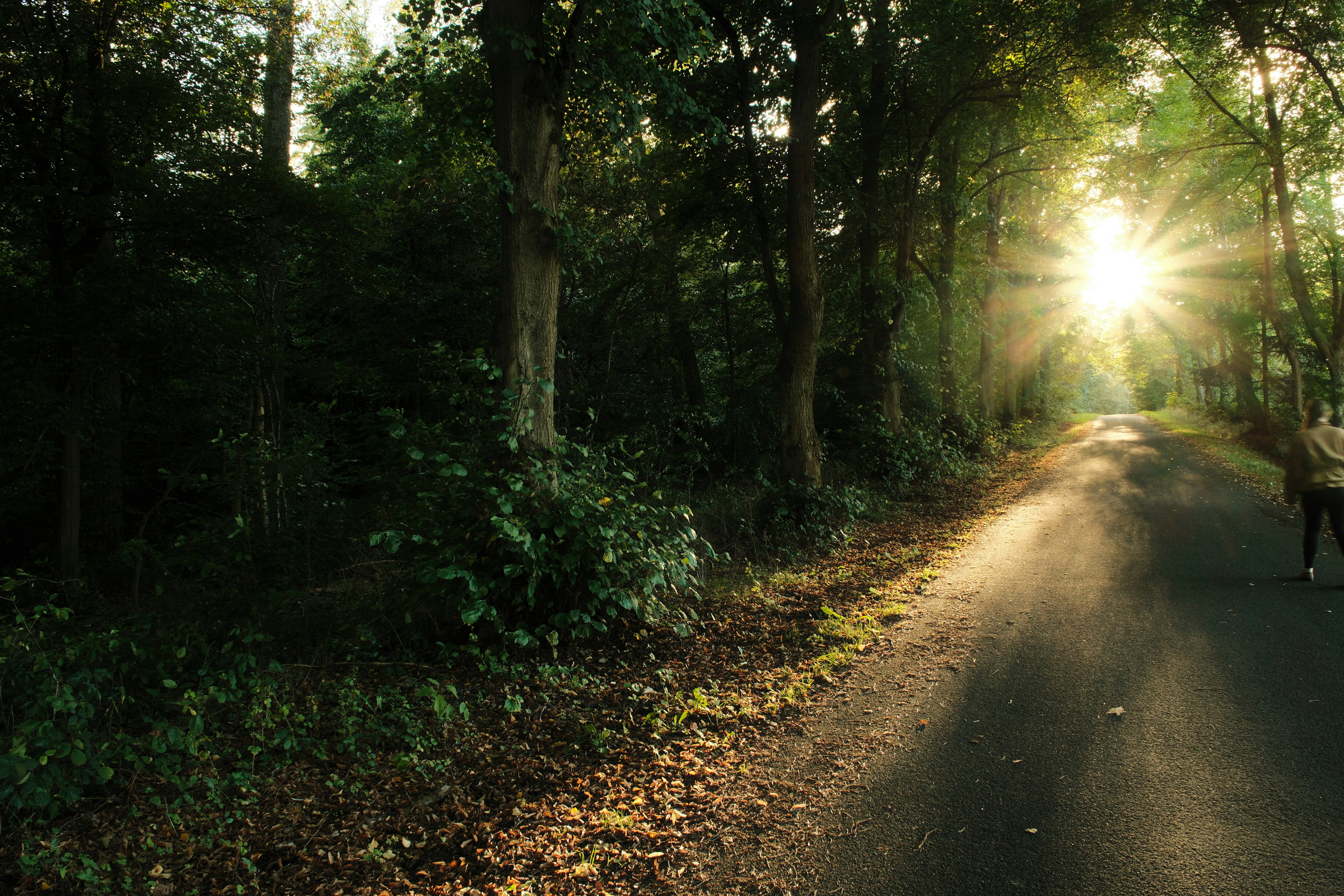 Golden Path through the Forest: Dappled Light on the Quiet Road