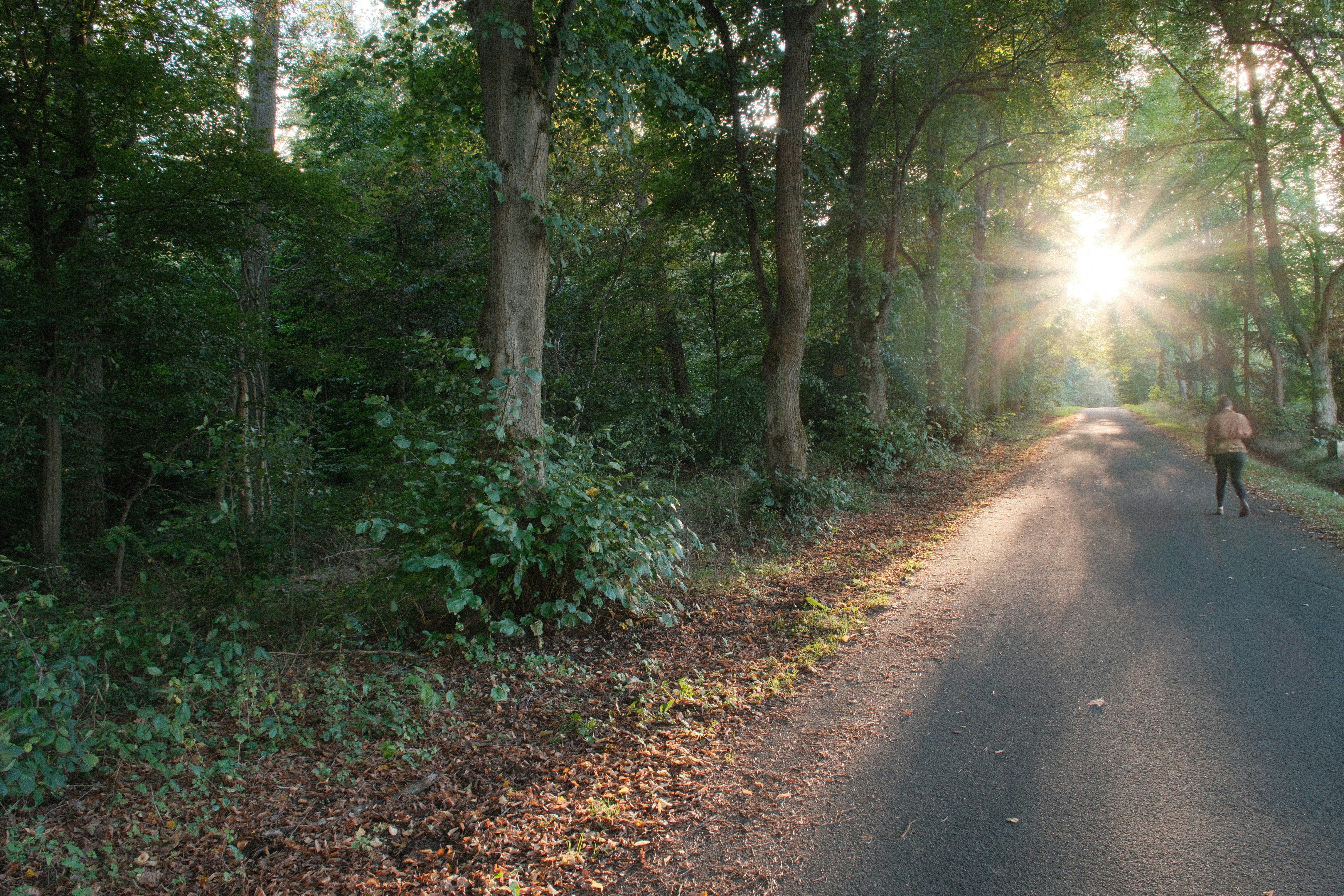 Sunlit Path: A Quiet Corridor Through the Green Corridor