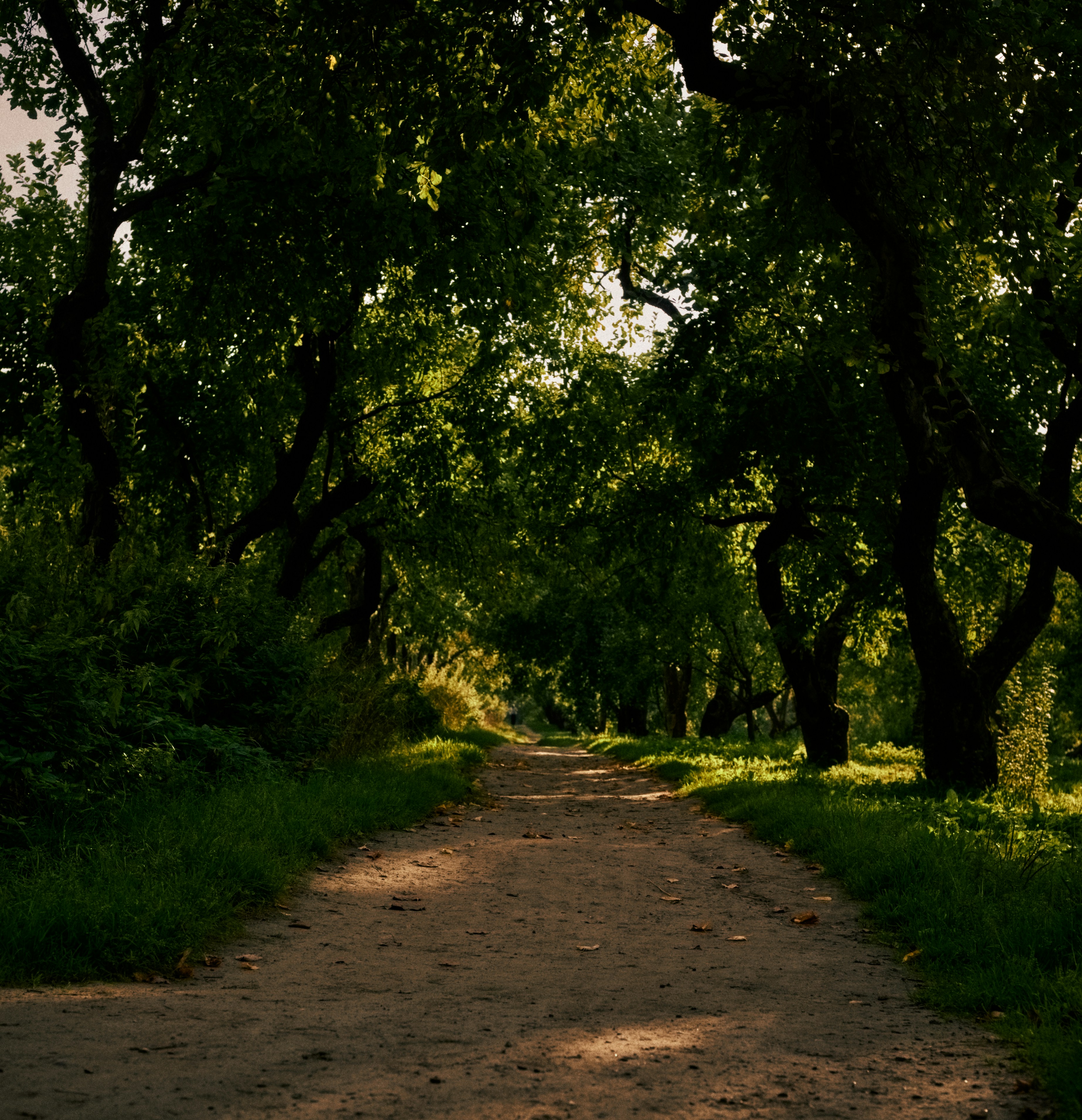 Sunlit Orchard Path: a Dappled Corridor Beneath Overhanging Trees