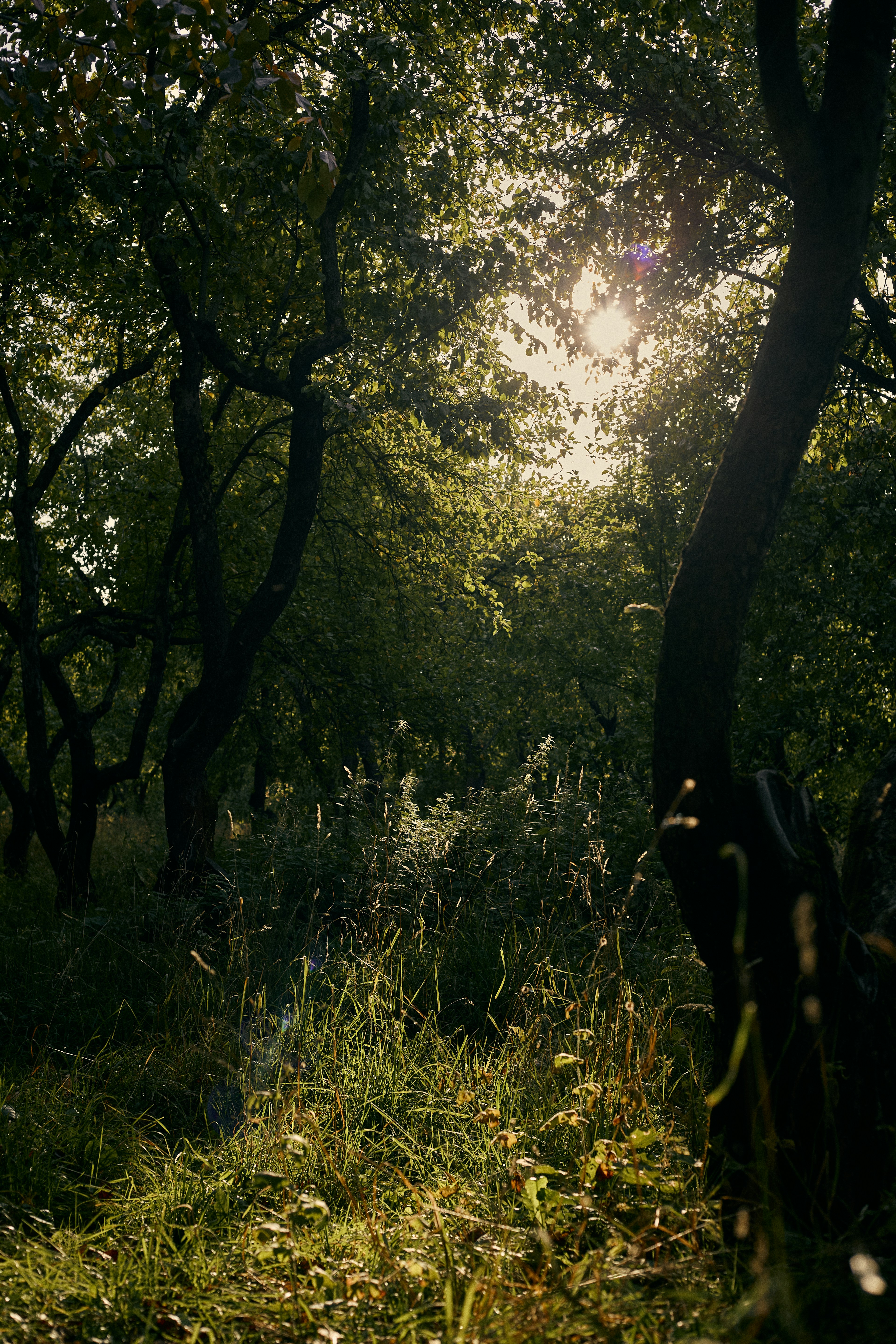 Sunlight filters through dense foliage onto a sunlit undergrowth, with tall grasses in the foreground and tree trunks framing a dappled forest scene.