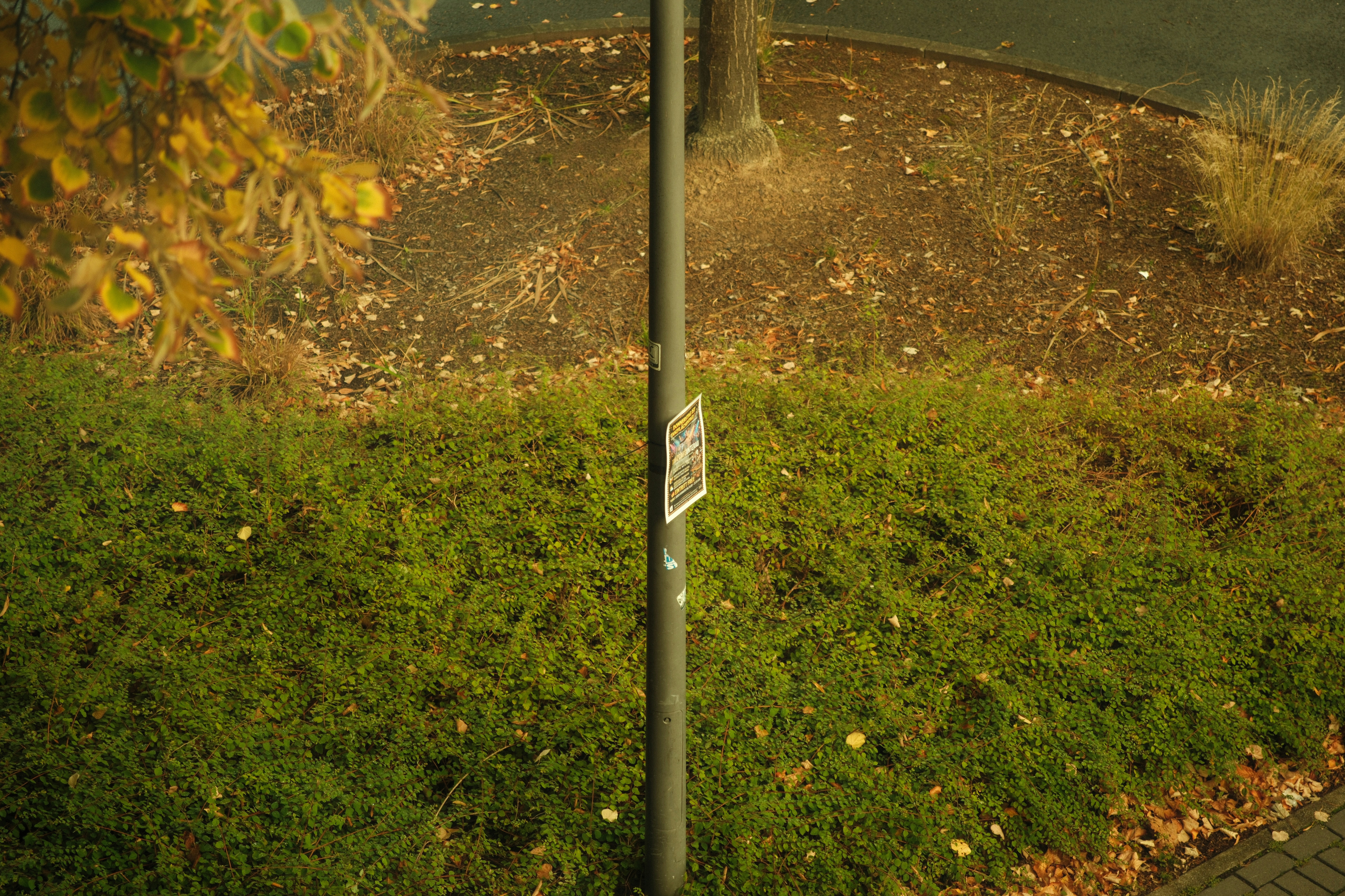 Lamp Post in a Park Bordering Autumn Understory