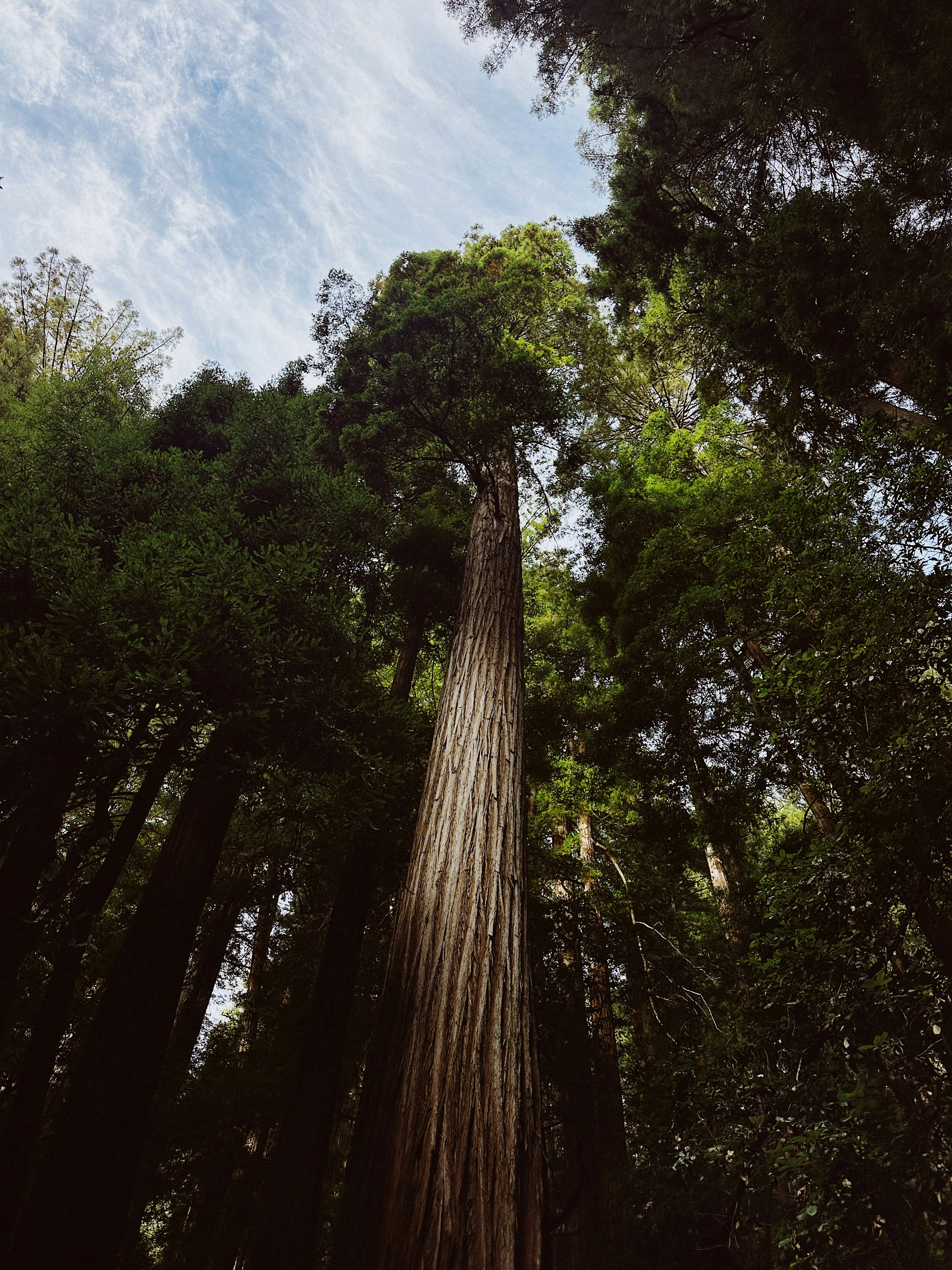 Ceiling of Giants: A Cedar Reaches for the Sky