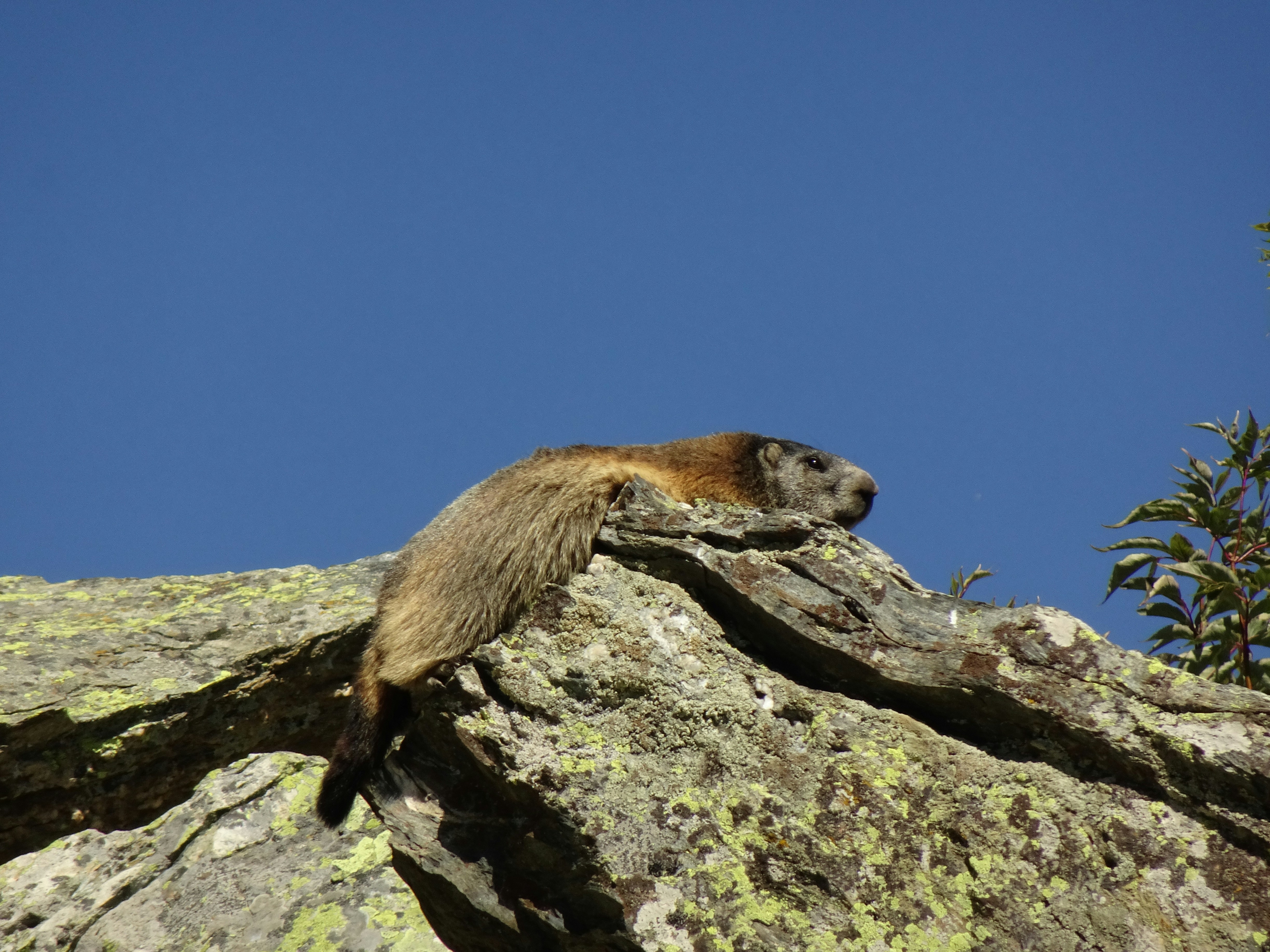 High Alpine Sentinel: Marmot on a Lichen-Covered Crag