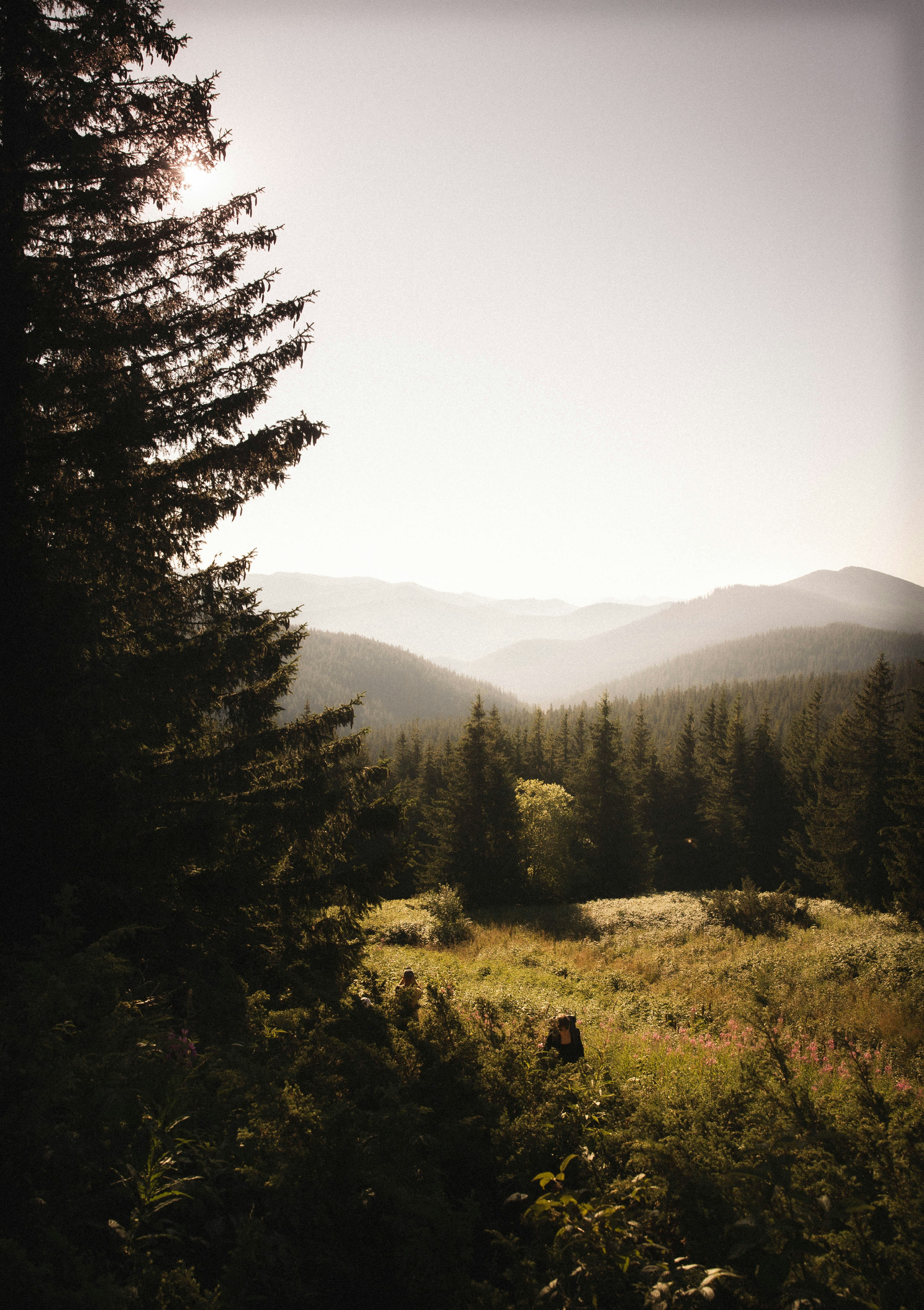 Luminous Ridge: Pine Forest and Distant Valleys