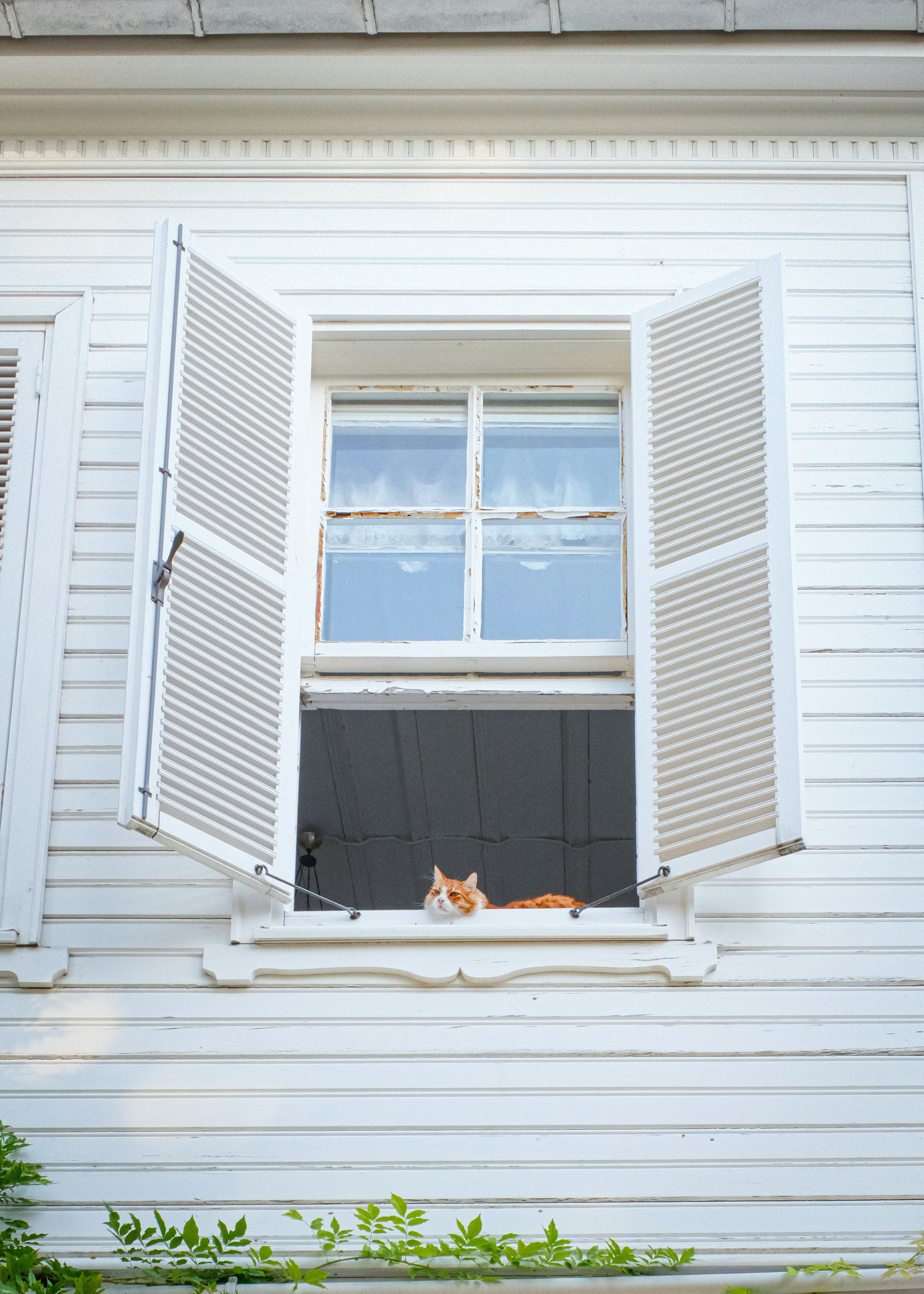 Cat on a Window Sill: Quiet Orange Watcher in the Whitehouse