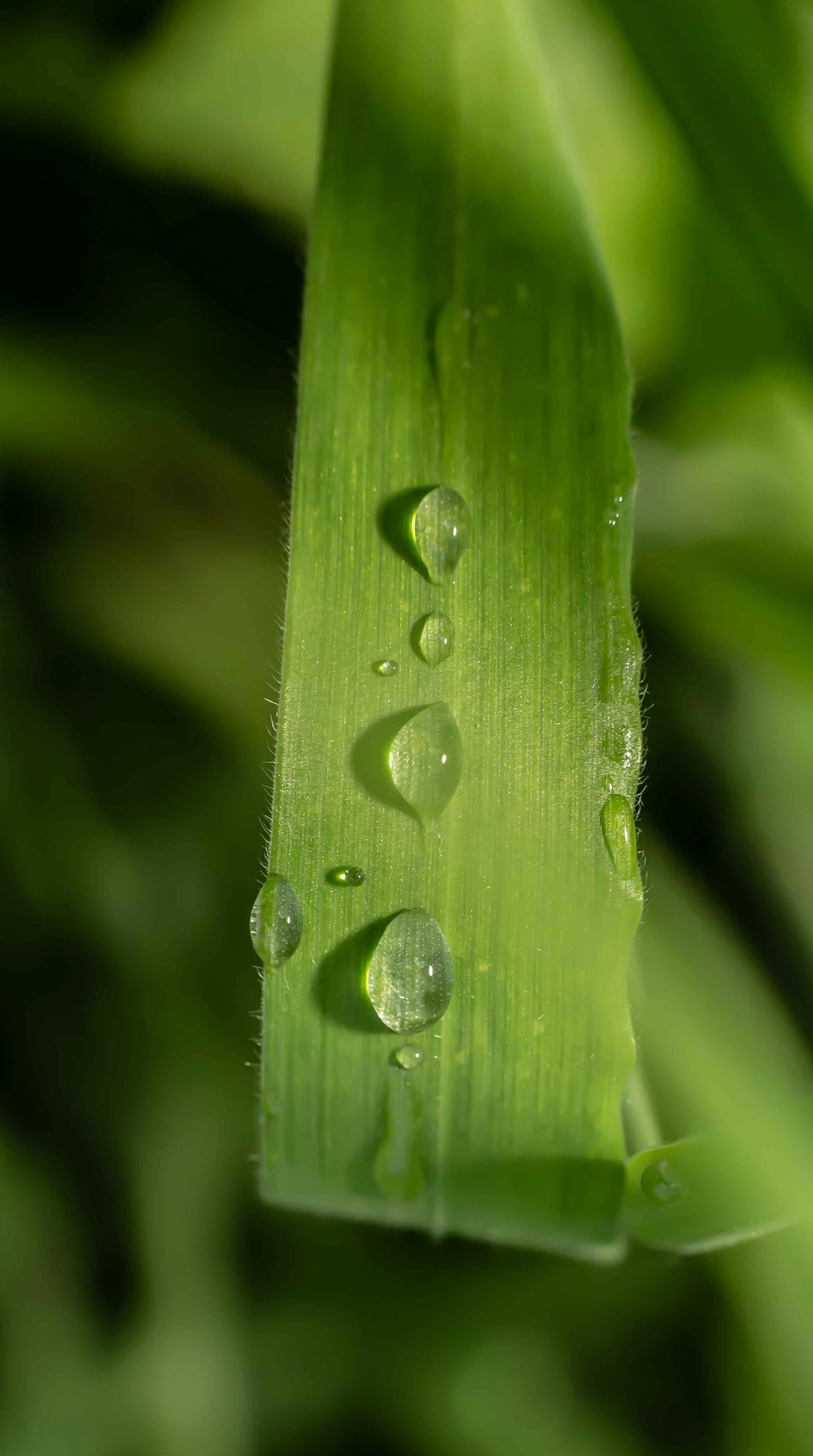 Dew-kissed blade: a close-up of grass with water droplets capturing morning light