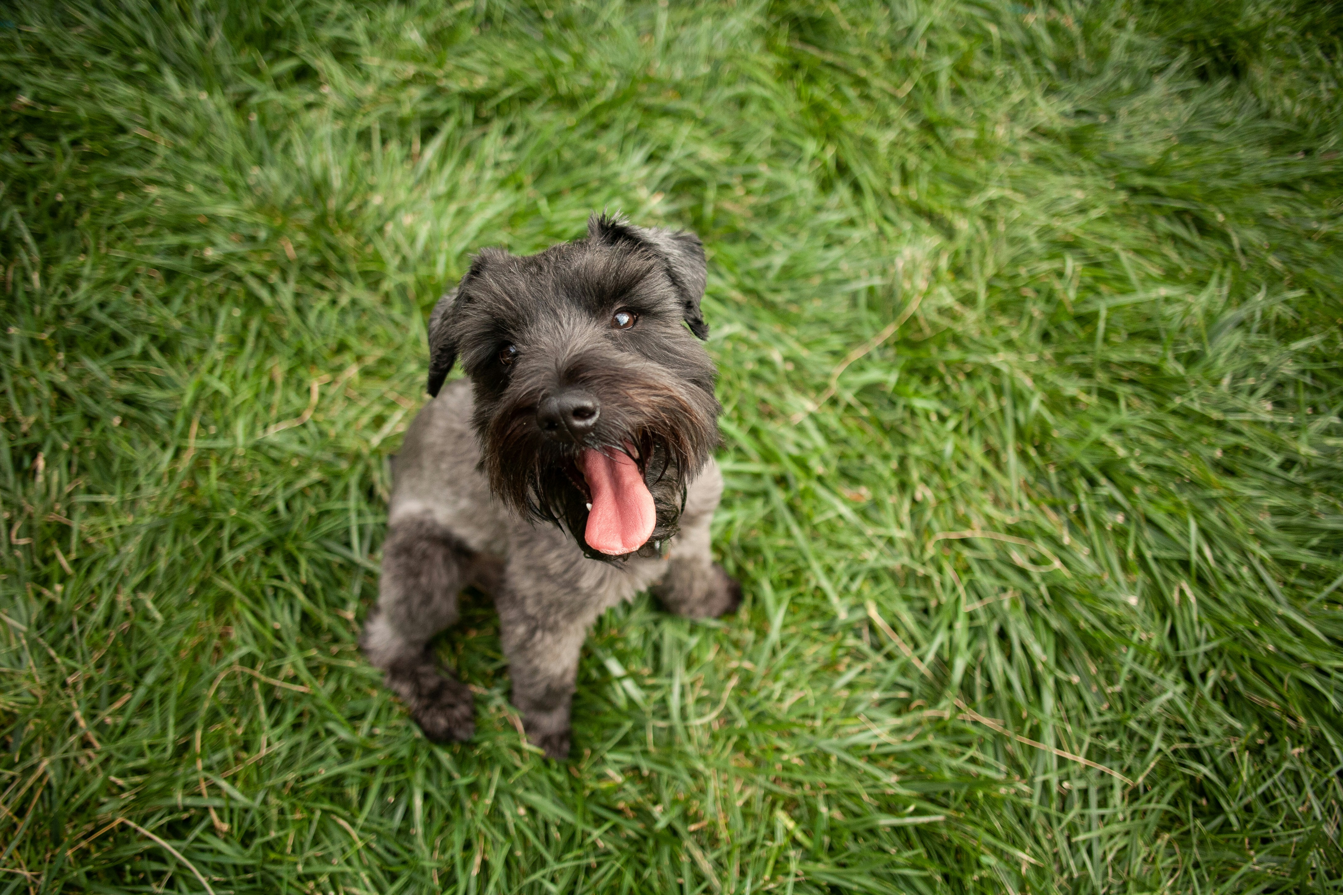 Perspective from Above: A Playful Terrier Wagging in Sunlit Grass
