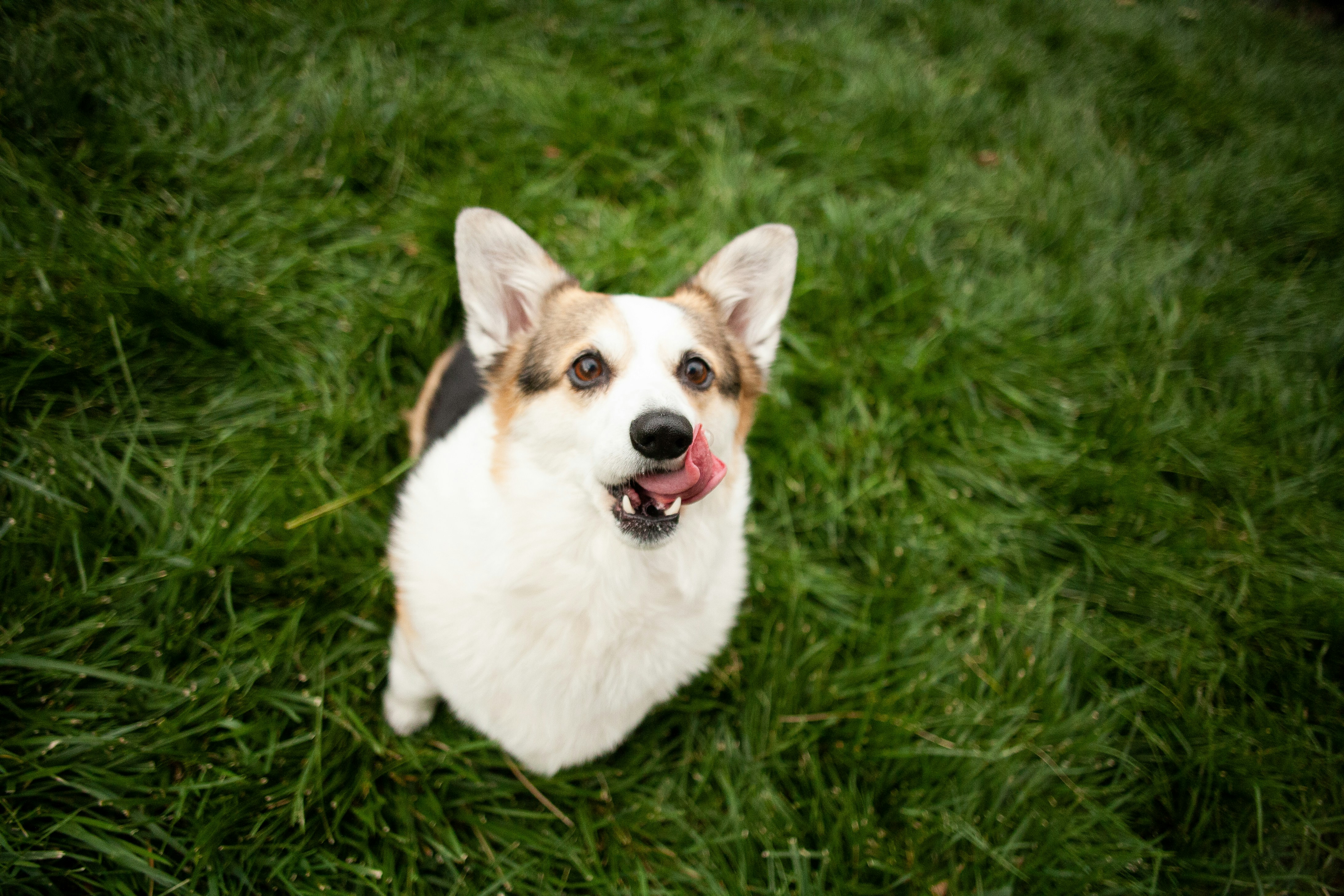 Corgi Gaze: A Delighted Look from Above the Lawn
