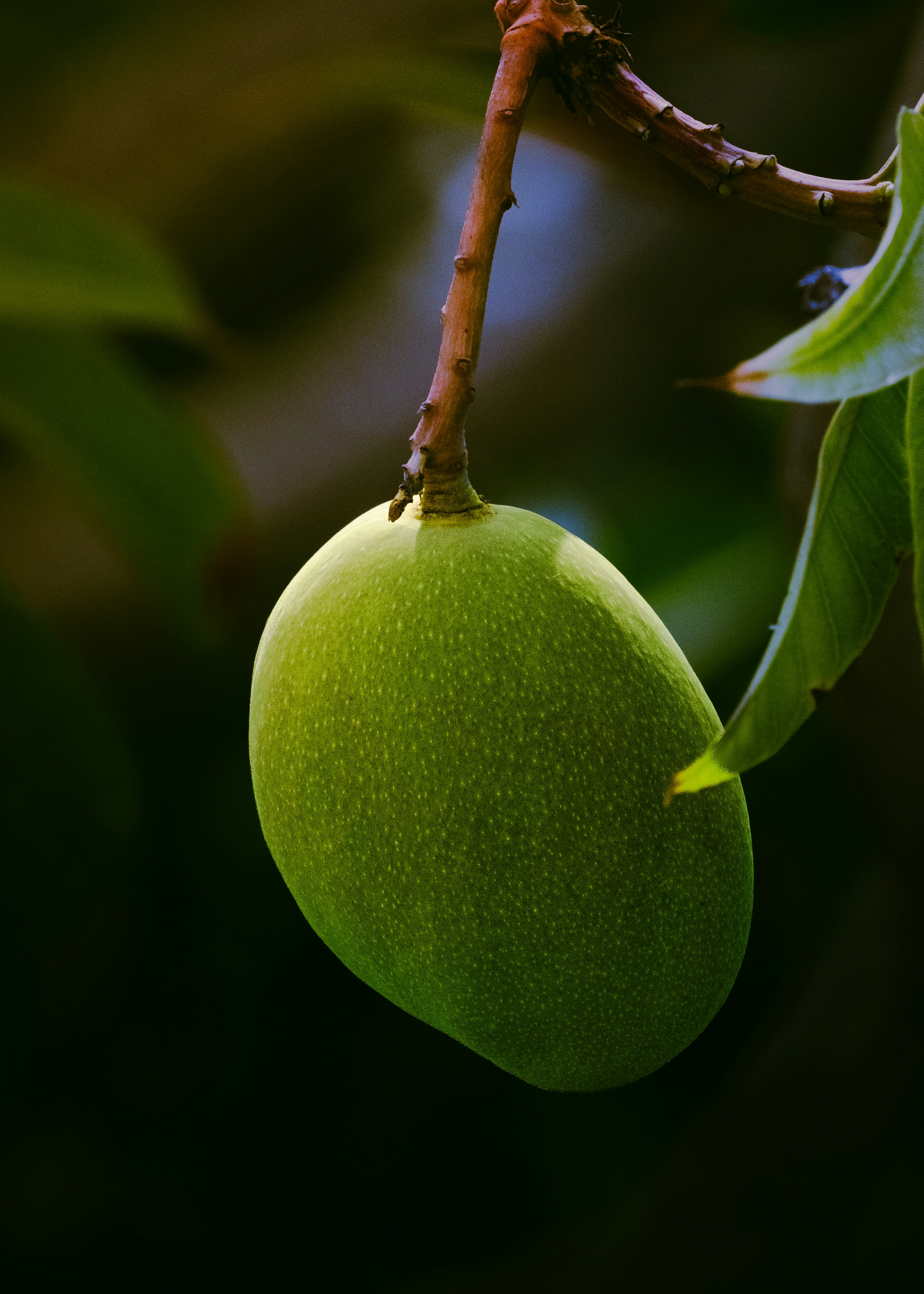 Emerald Mango Pendulum: A Lonely Fruit in Focus