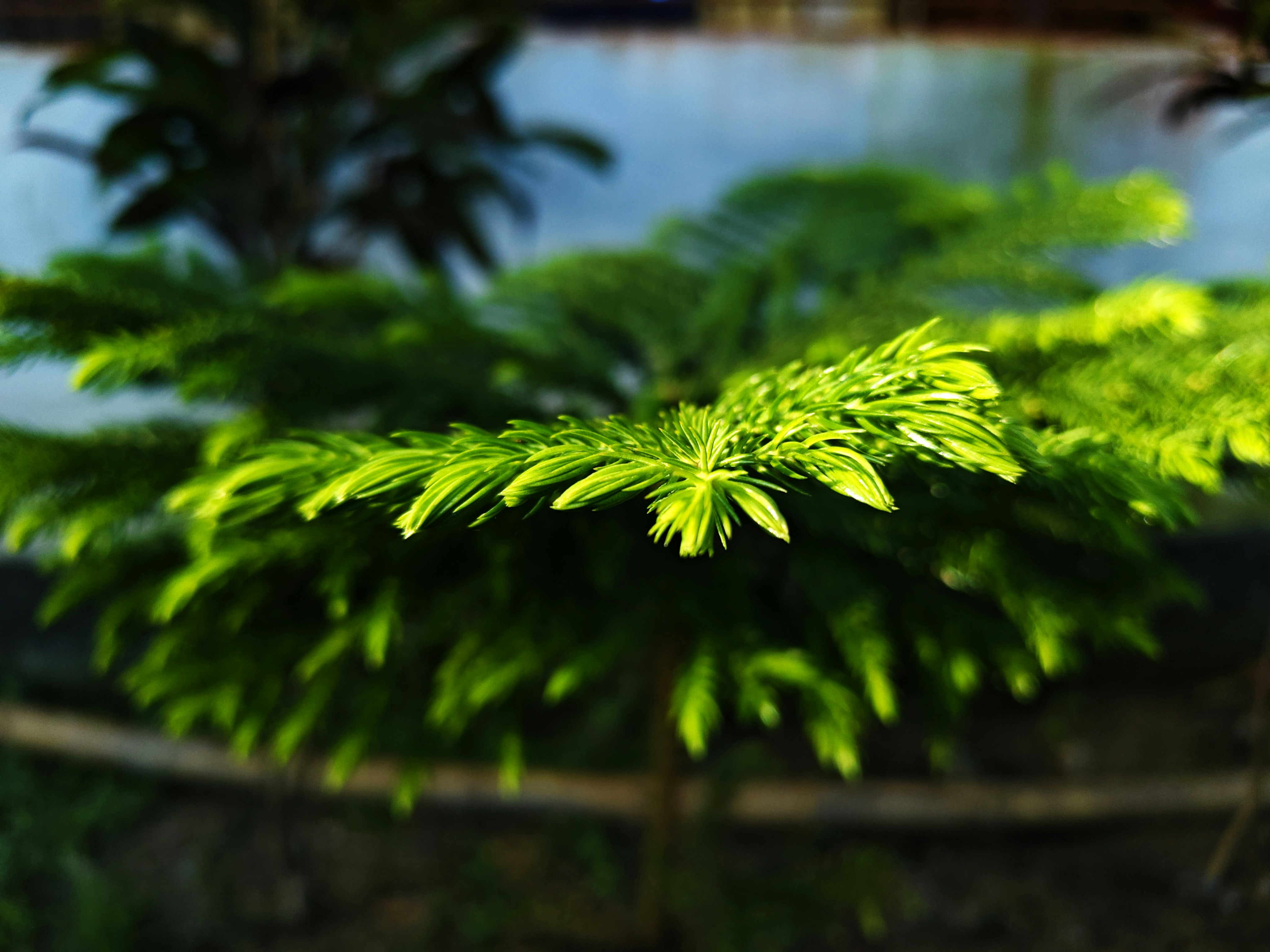 Emerald Foliage in Soft Focus: A Shallow Garden Scene