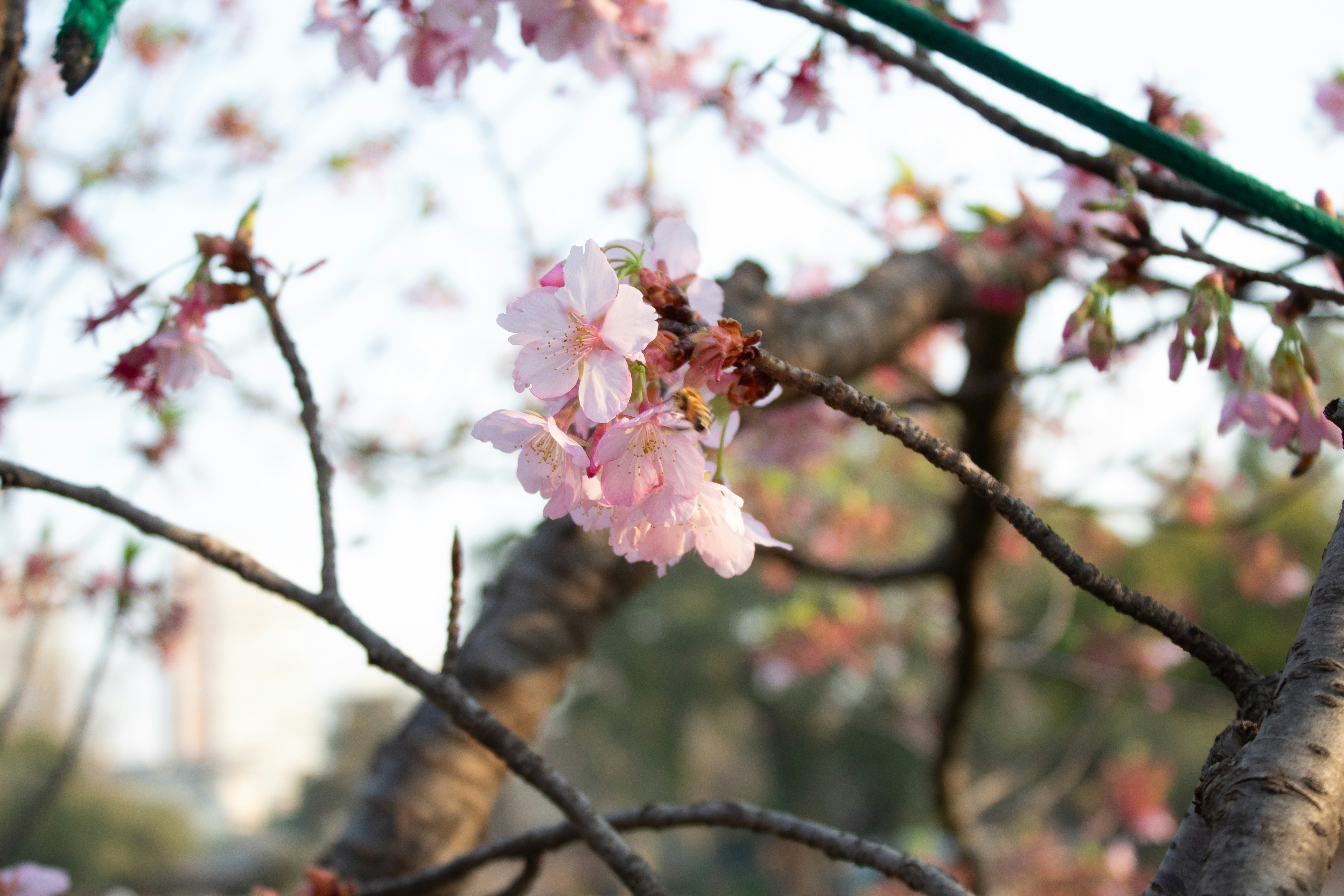 Soft Pink Bloom in Focus Against Blurred Urban Backdrop
