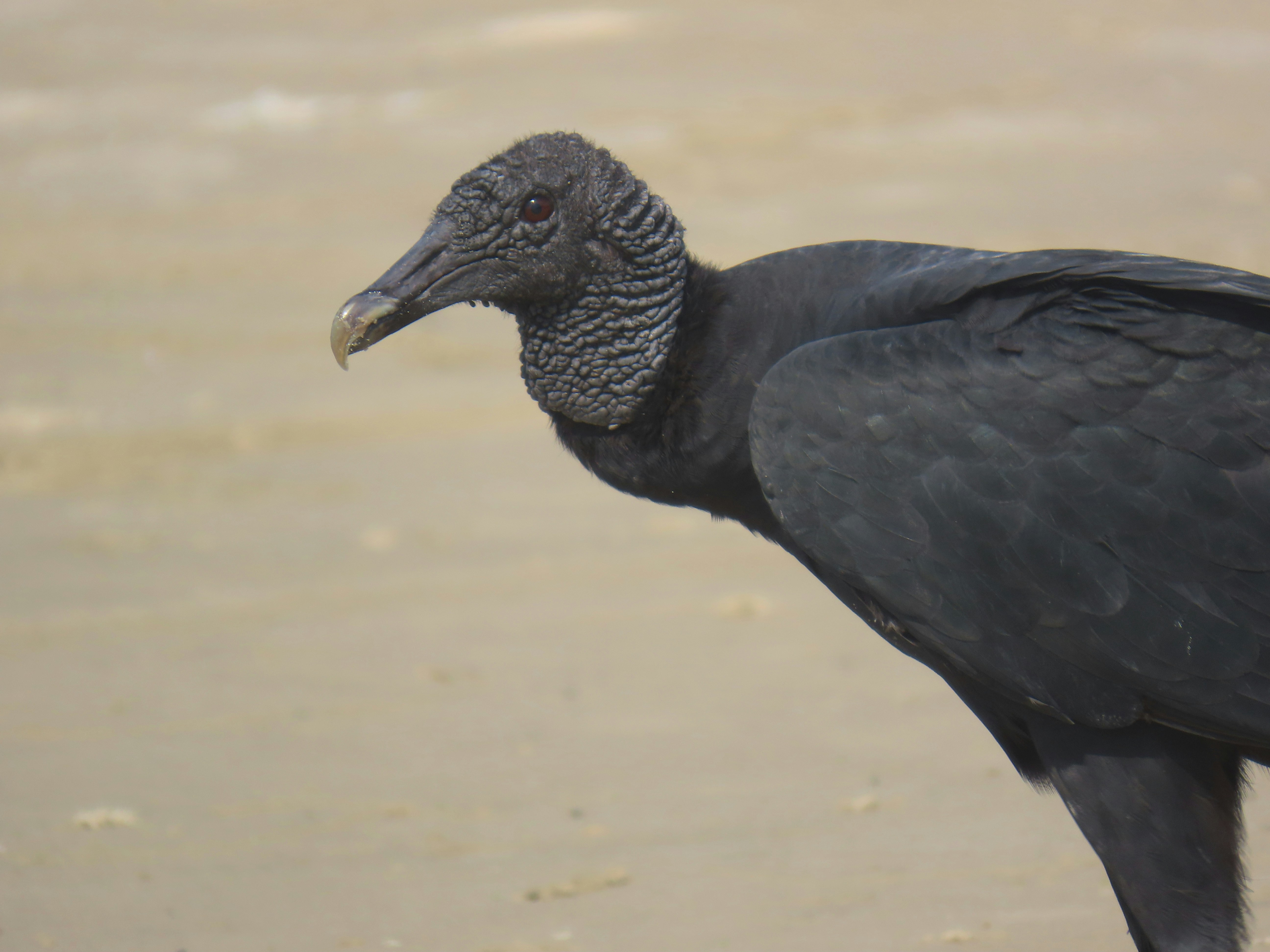 Dark Plumage, Bright Gaze: A Close Portrait of a Vulture on a Sandy